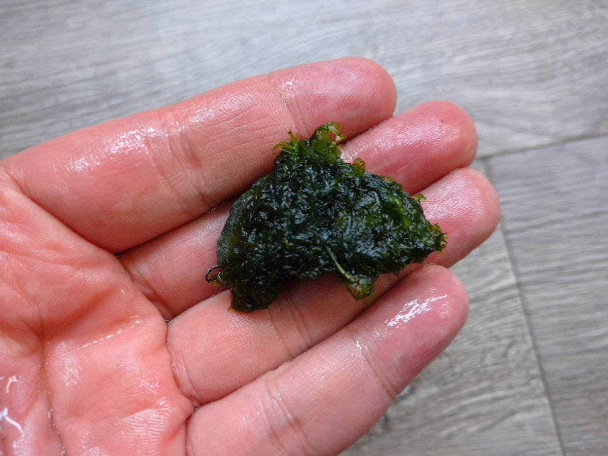 コケの仲間 – e-scape online