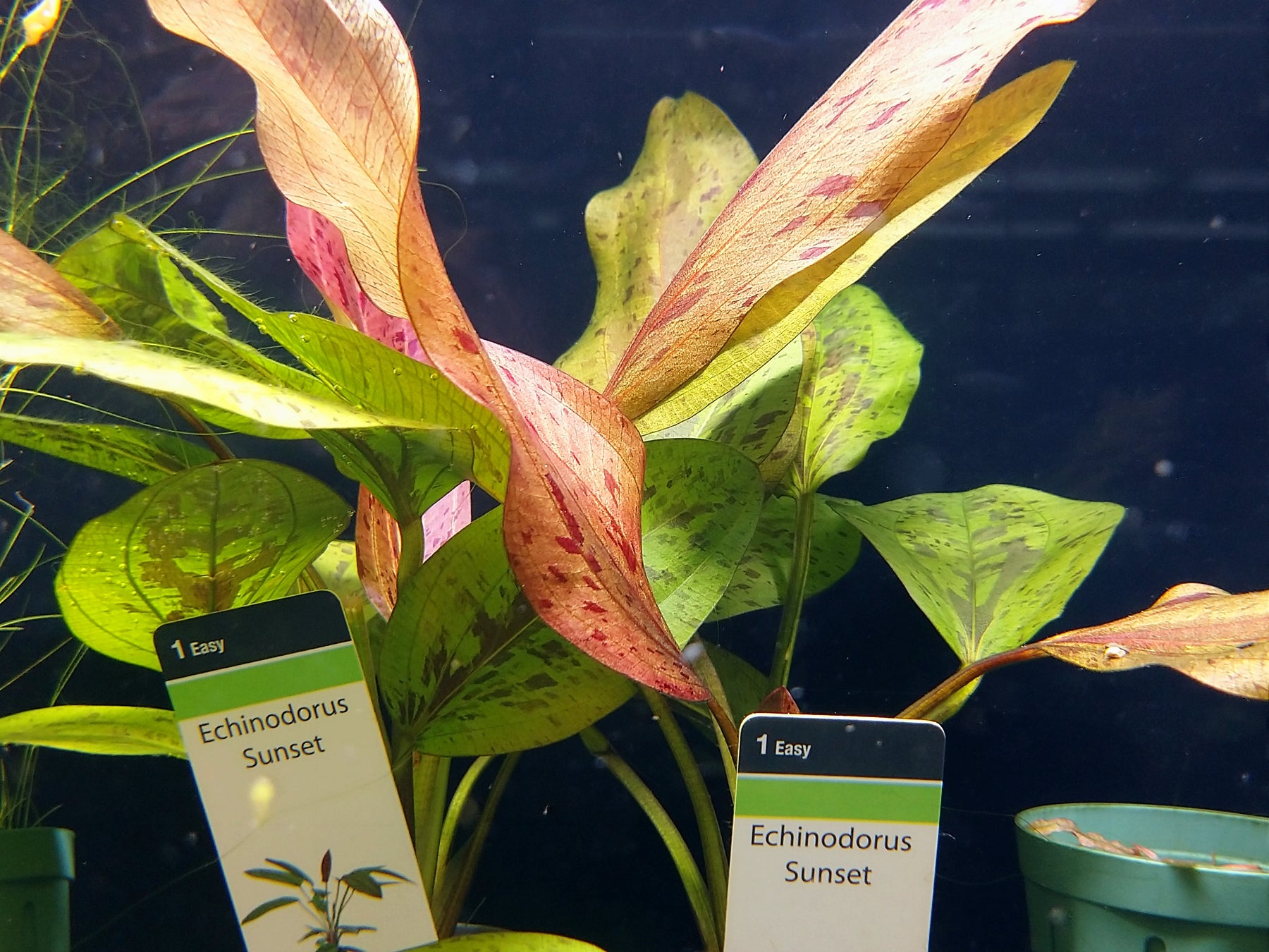 赤色 – e-scape online