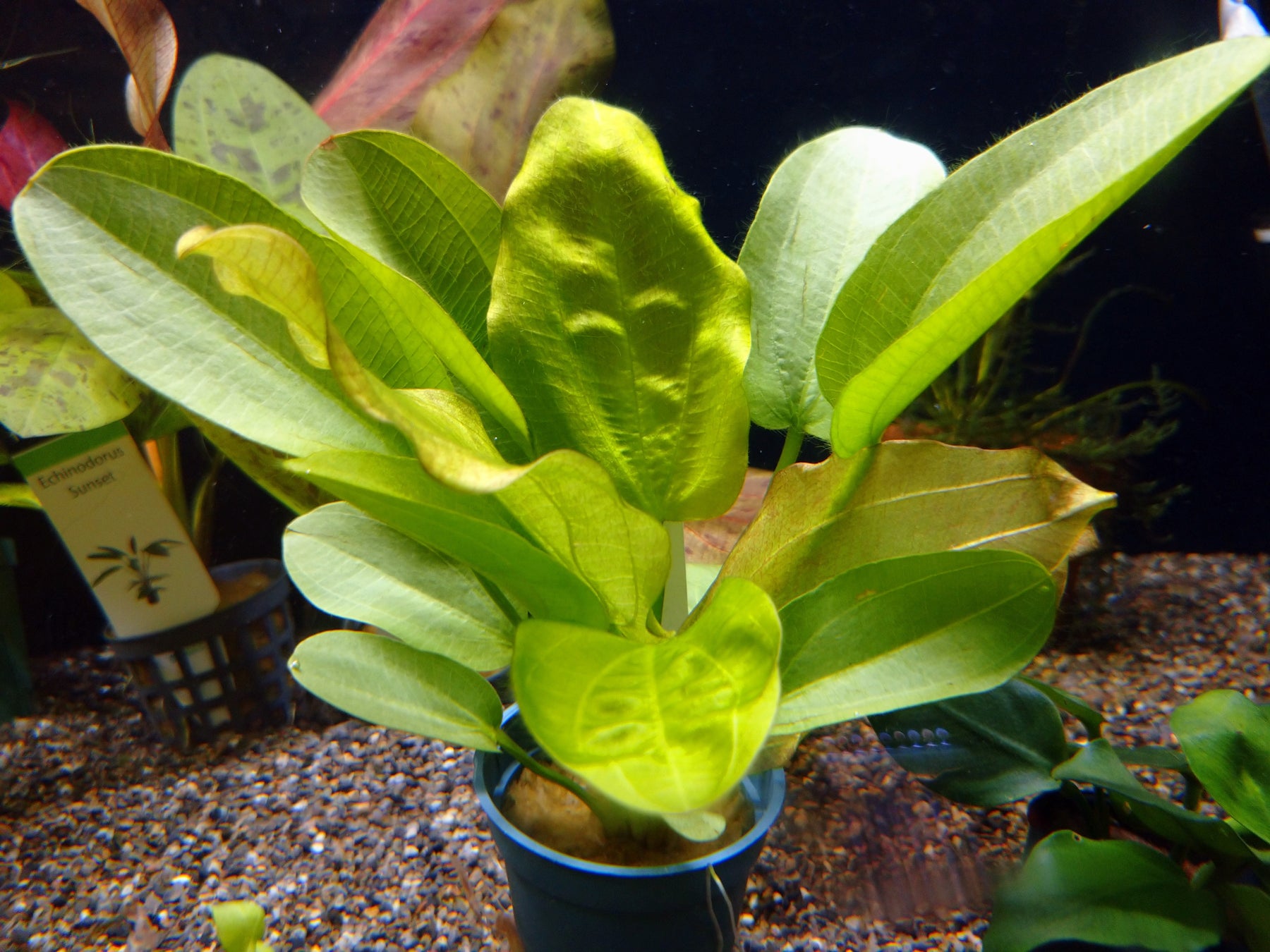 水草 – e-scape online