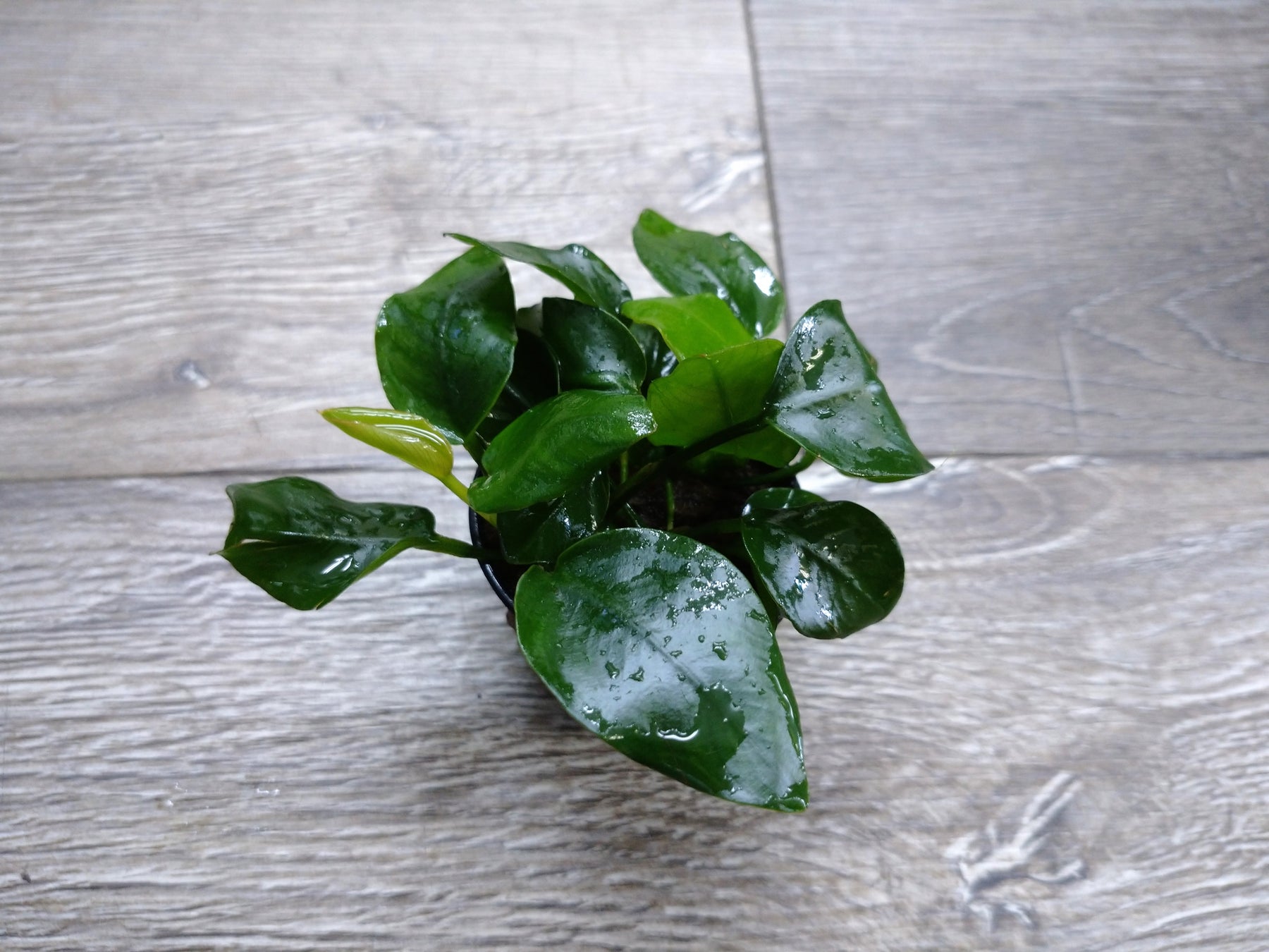 アヌビアスの仲間 – e-scape online