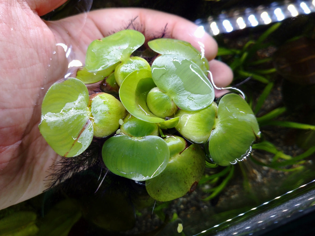 浮草 – e-scape online