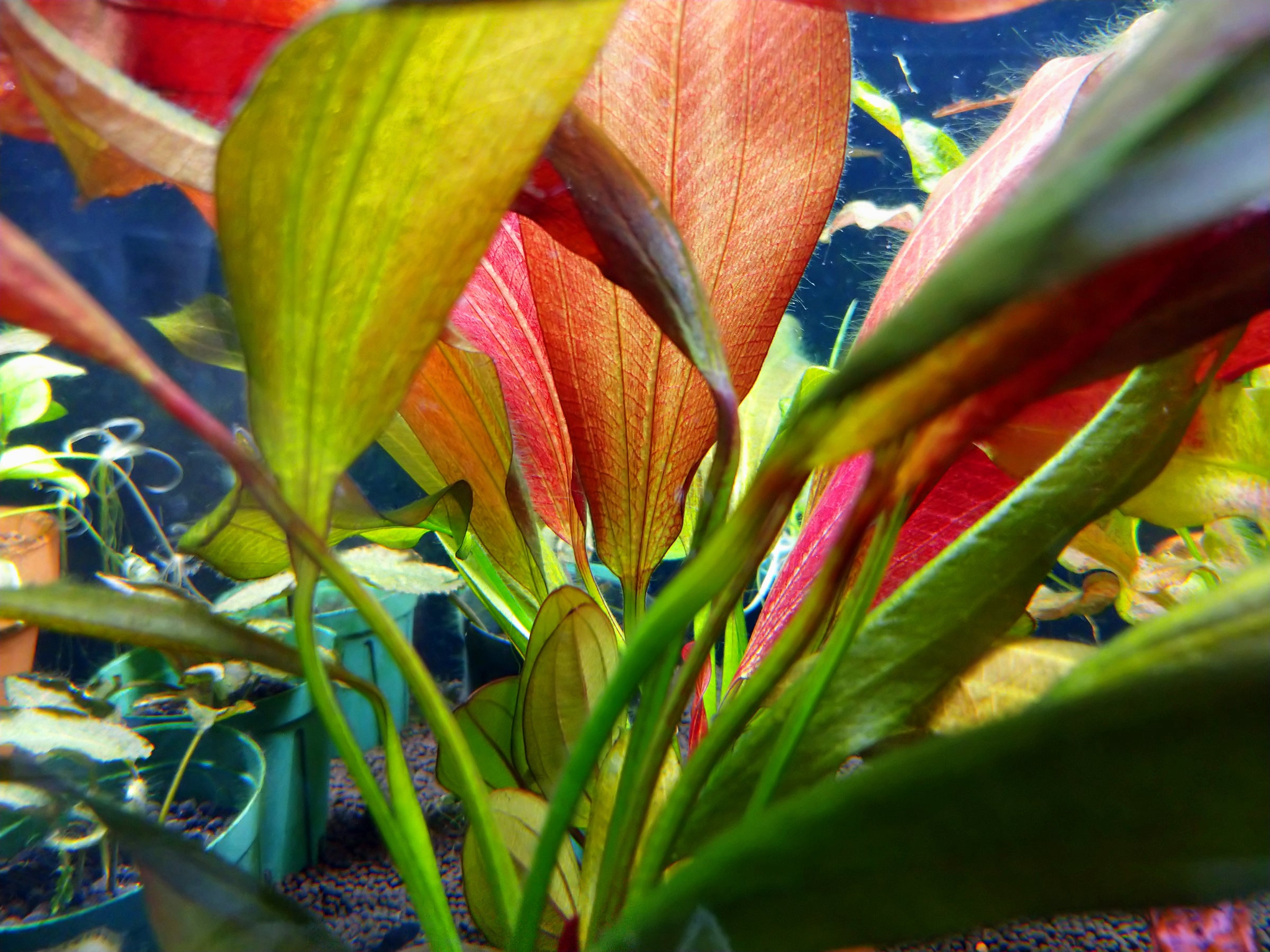 エキノドルスの仲間 – e-scape online