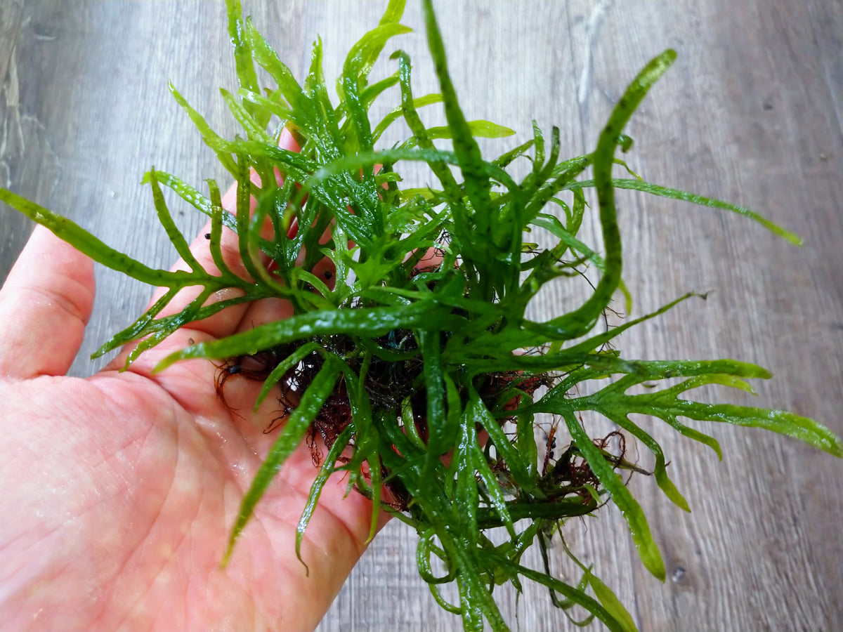 ミクロソルムの仲間 – e-scape online