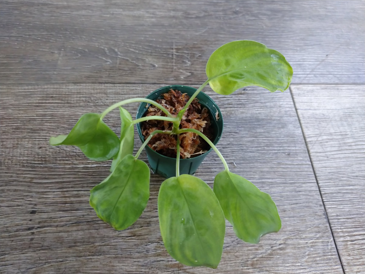 商品 – e-scape online