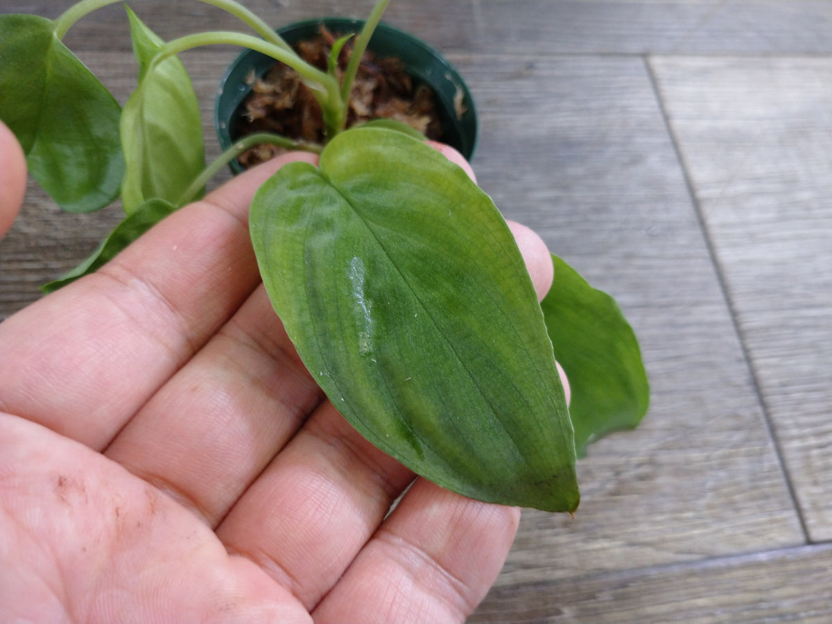 商品 – e-scape online