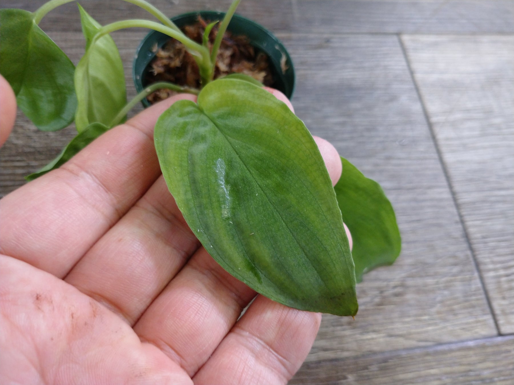 商品 – e-scape online