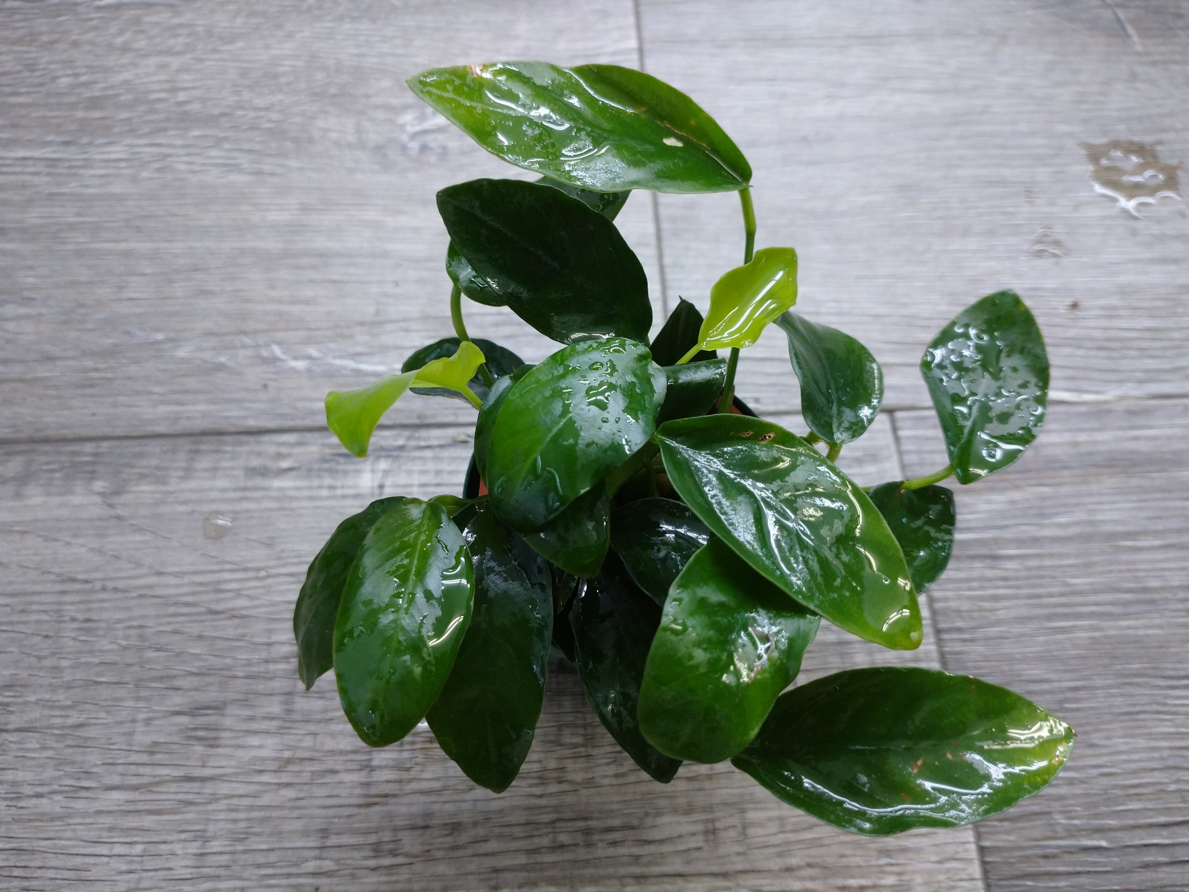 アヌビアスの仲間 – e-scape online