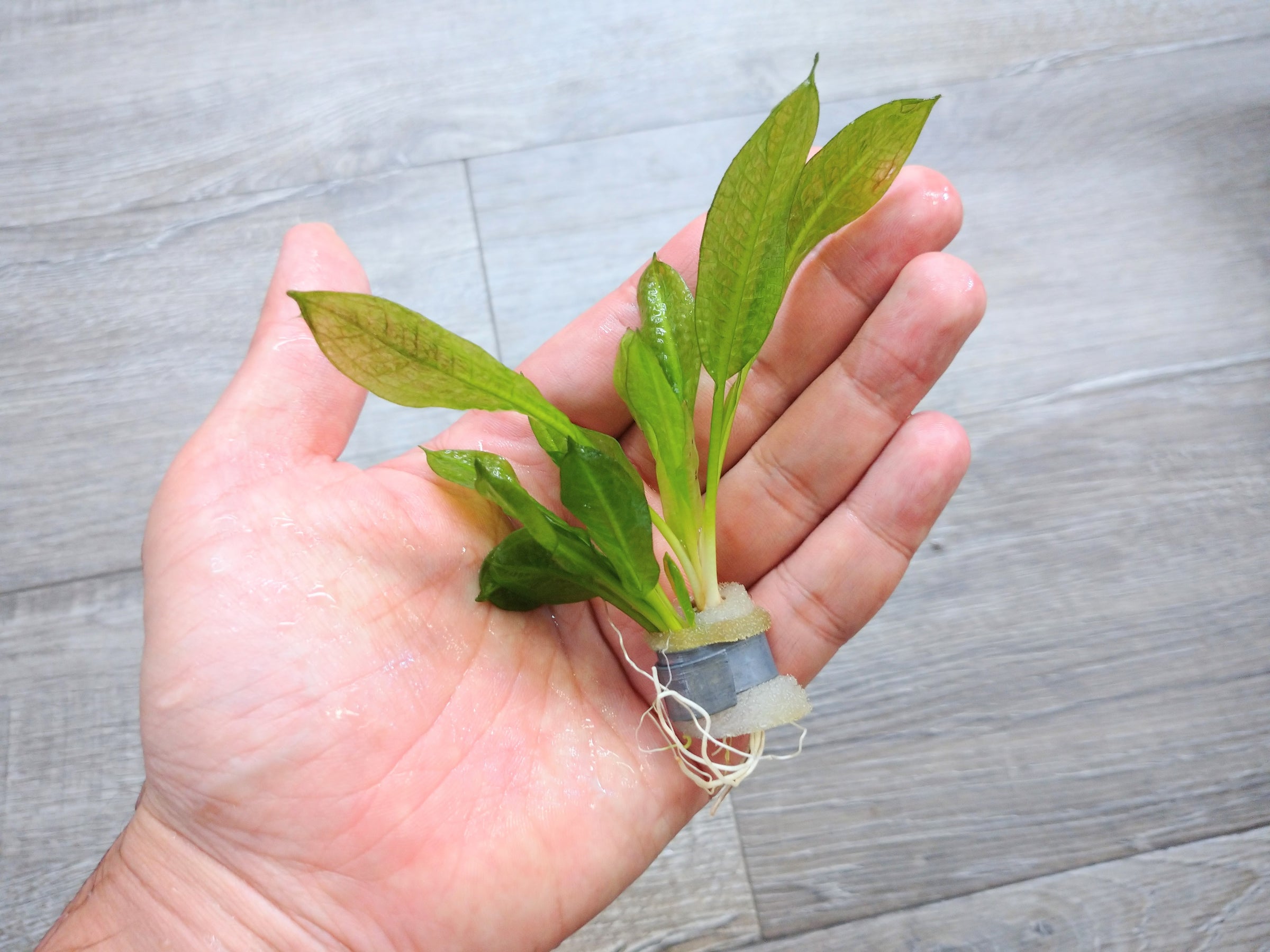 エキノドルスの仲間 – e-scape online