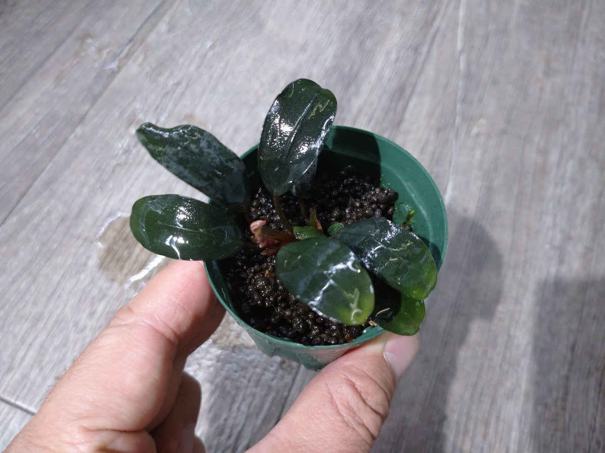 ブセファランドラの仲間 – e-scape online