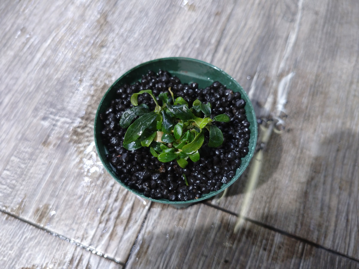 ブセファランドラの仲間 – e-scape online