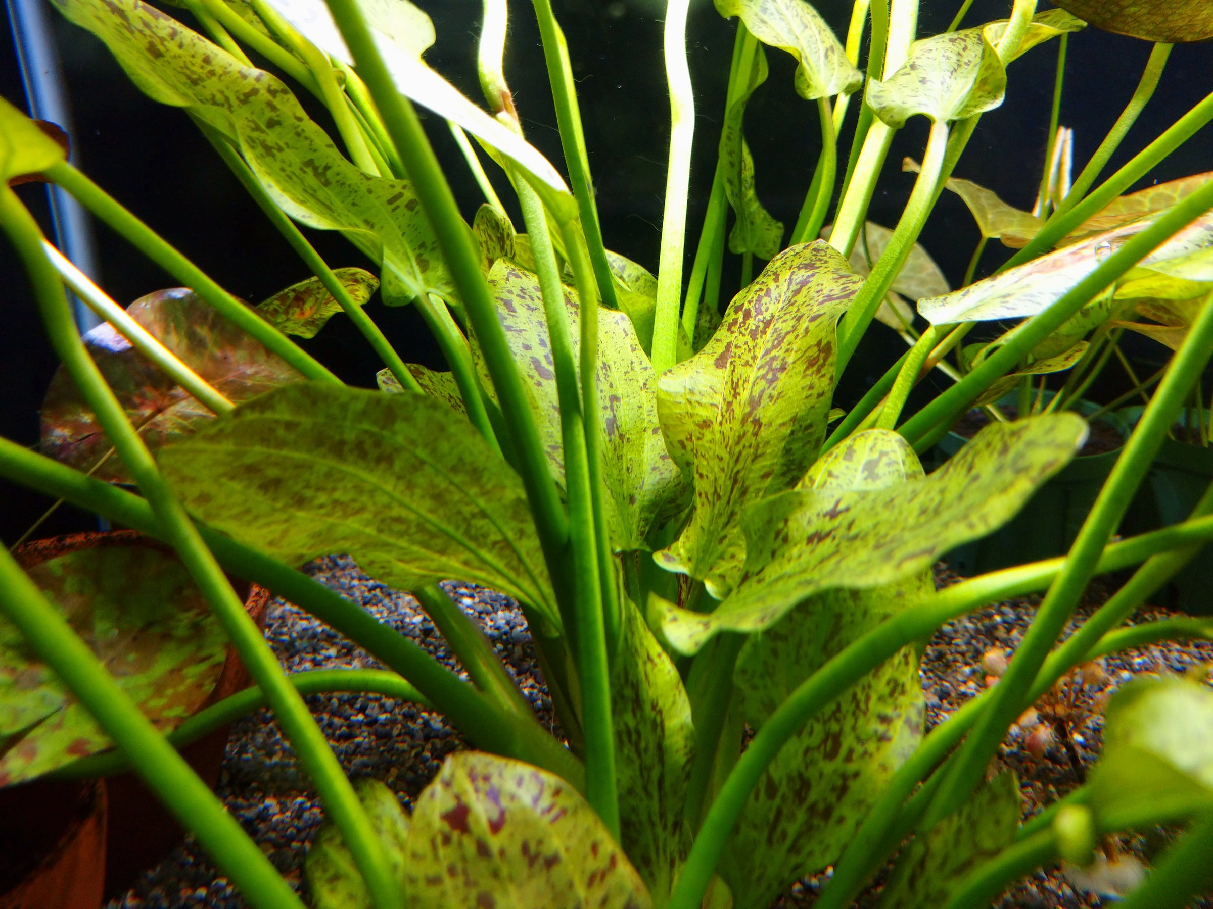 エキノドルスの仲間 – e-scape online