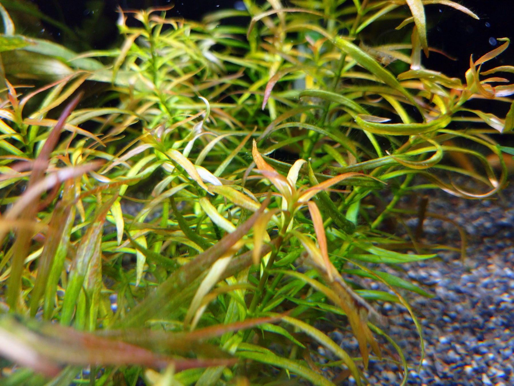 有茎草 – e-scape online