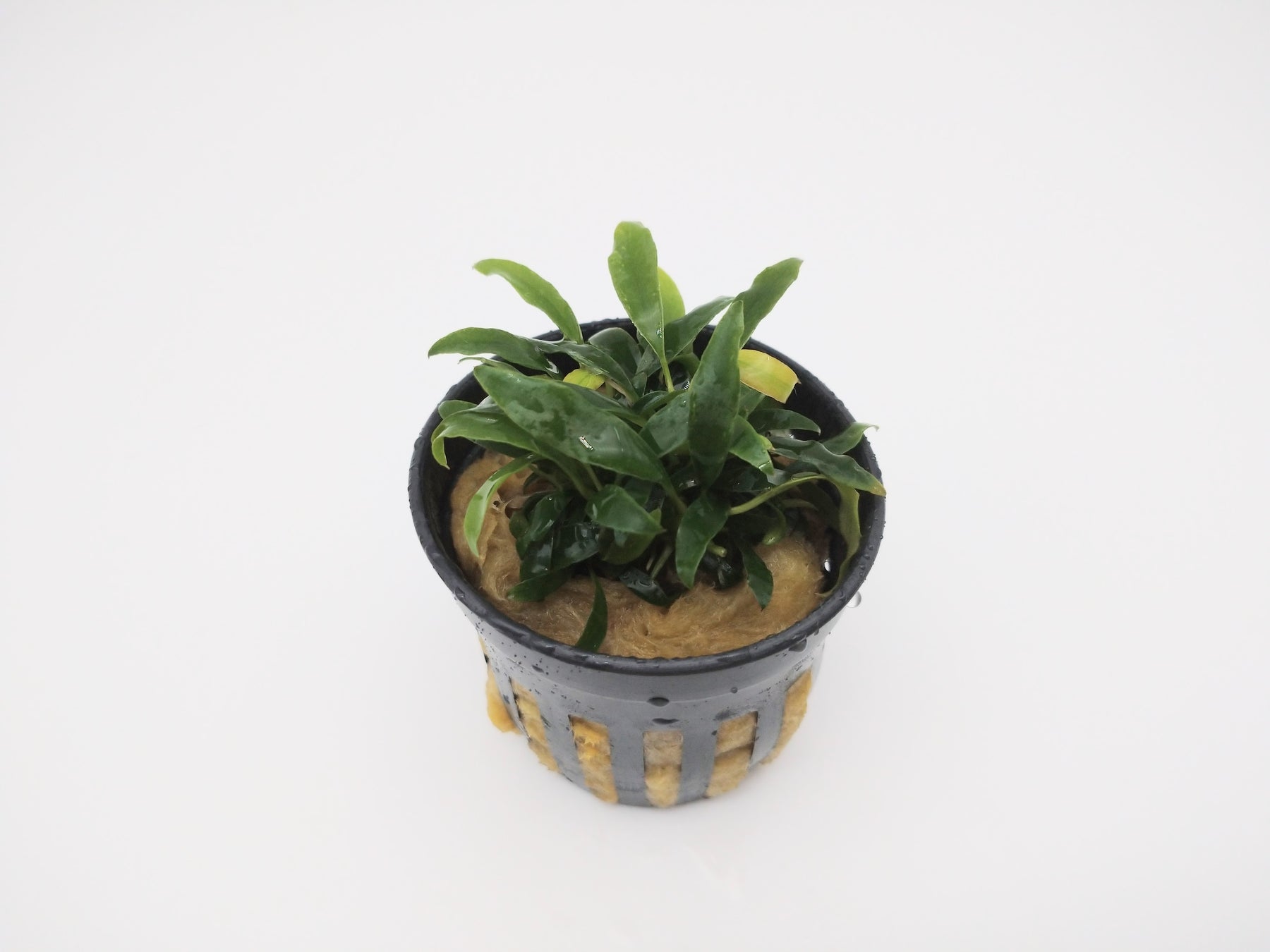 アヌビアスの仲間 – e-scape online