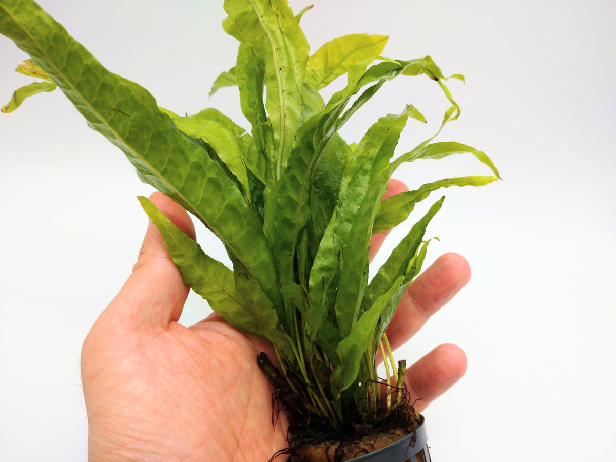 ミクロソルムの仲間 – e-scape online