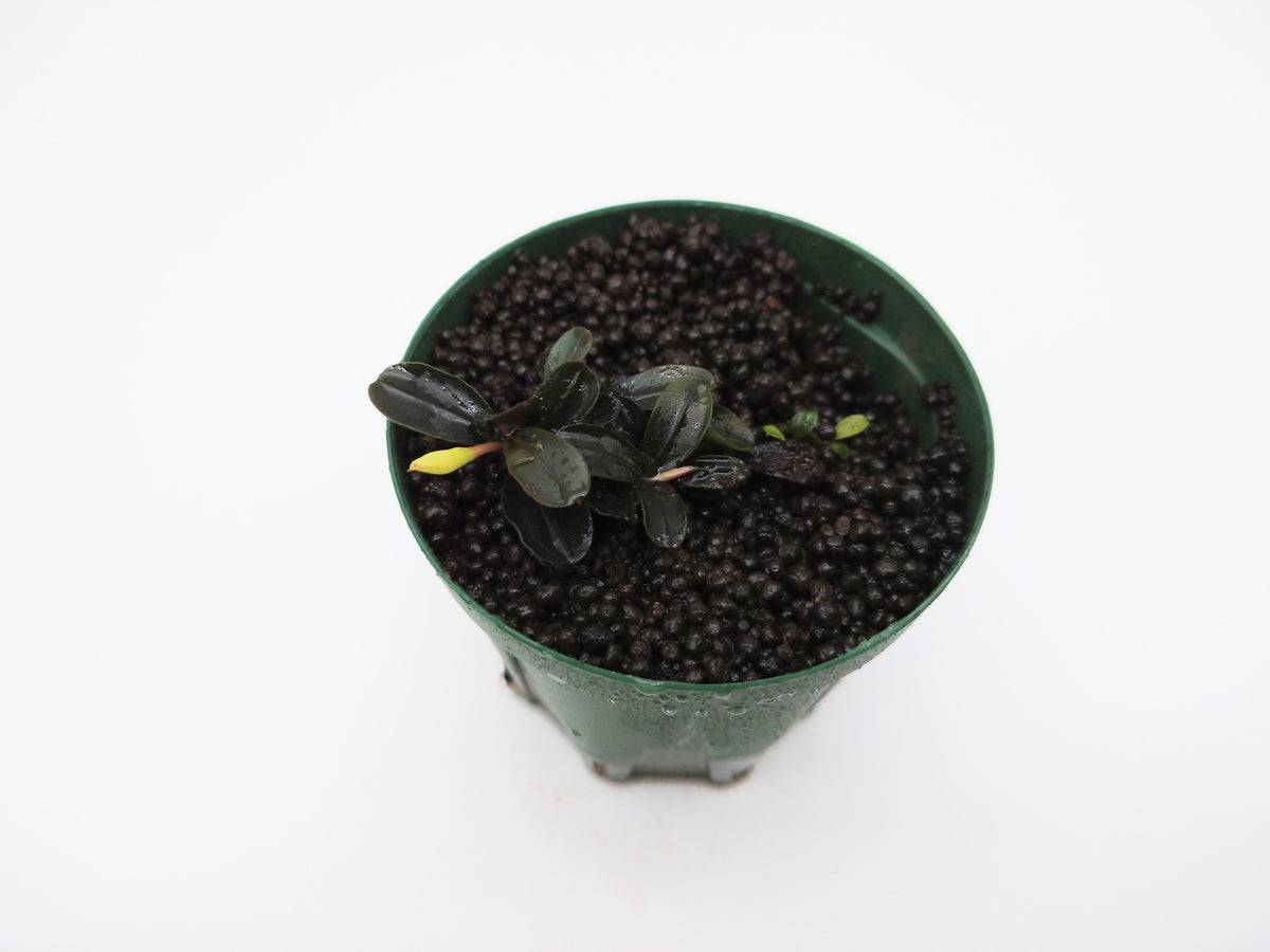 ブセファランドラの仲間 – e-scape online