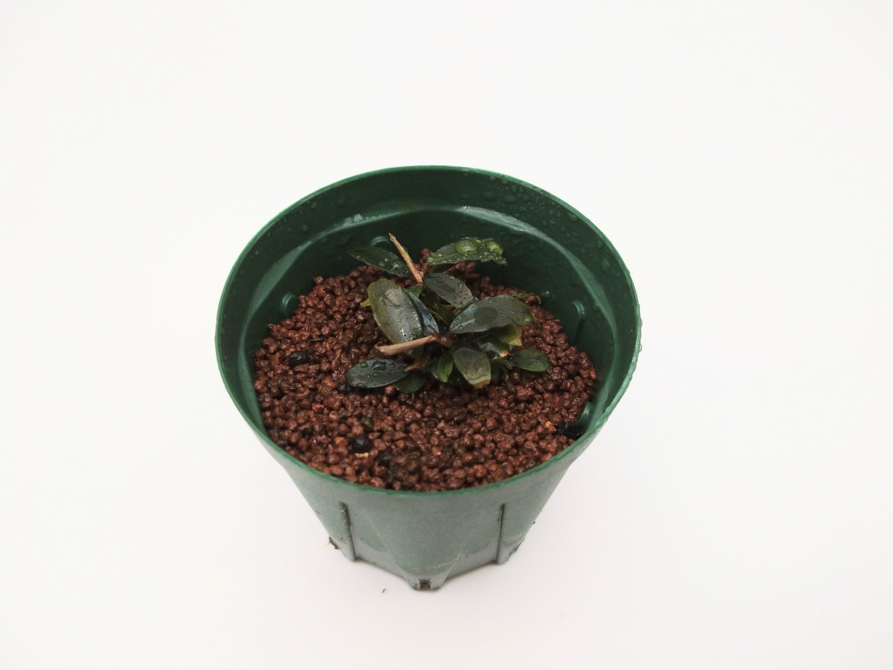 ブセファランドラの仲間 – e-scape online