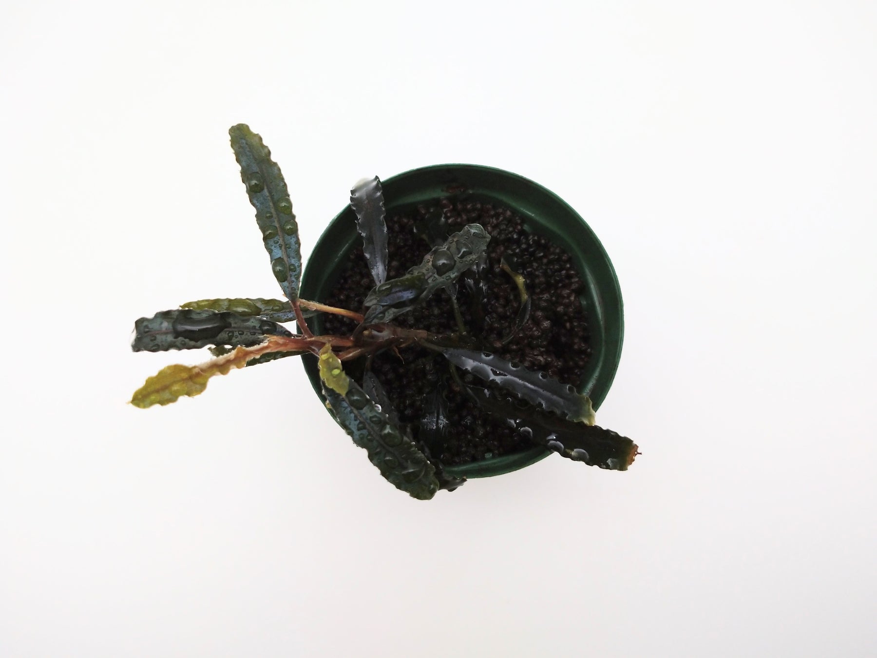 ブセファランドラの仲間 – e-scape online