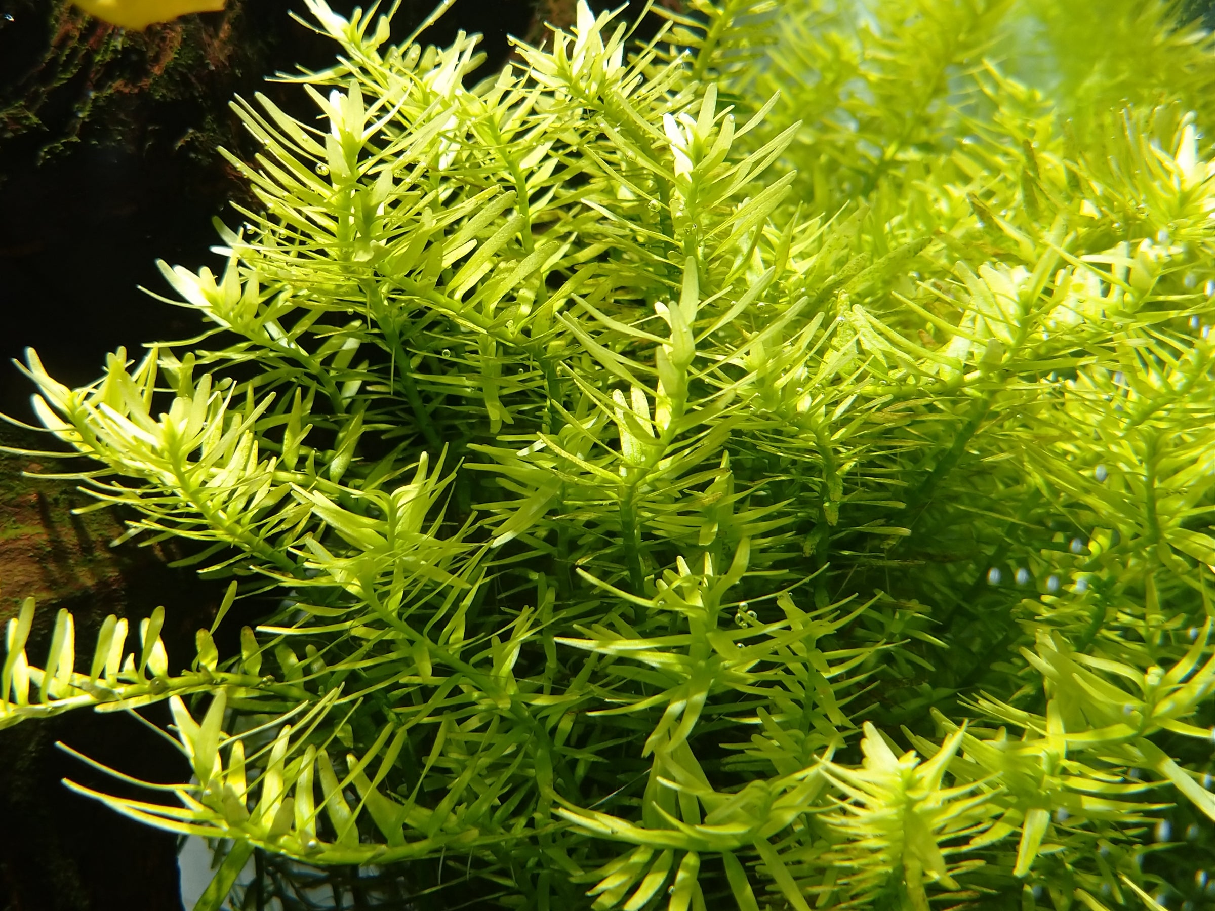 ロタラの仲間 – e-scape online