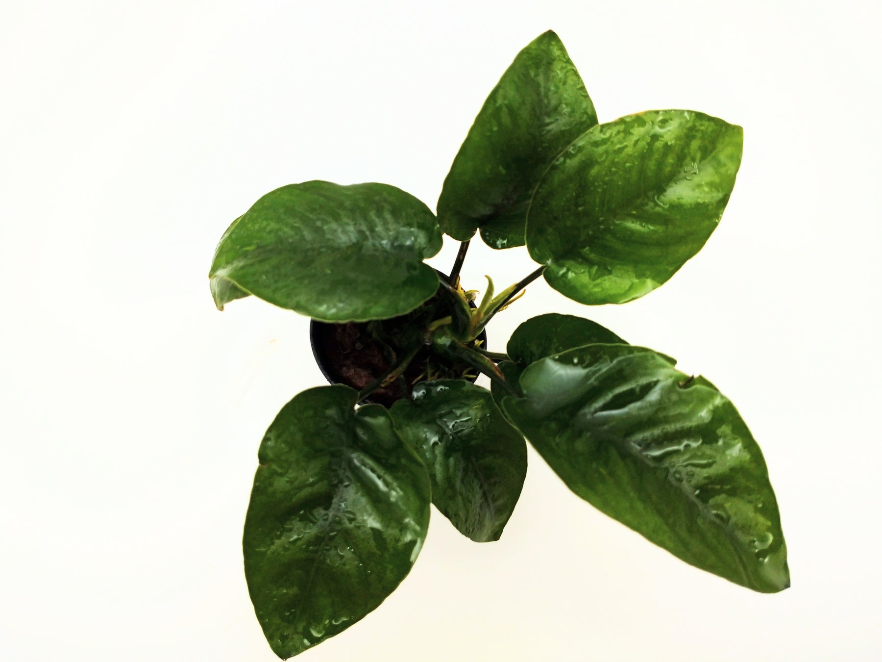 アヌビアスの仲間 – e-scape online