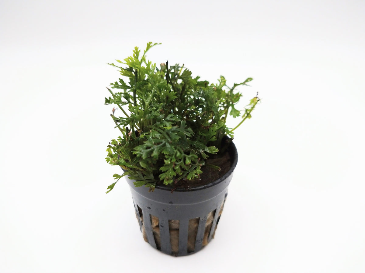 水草 – e-scape online