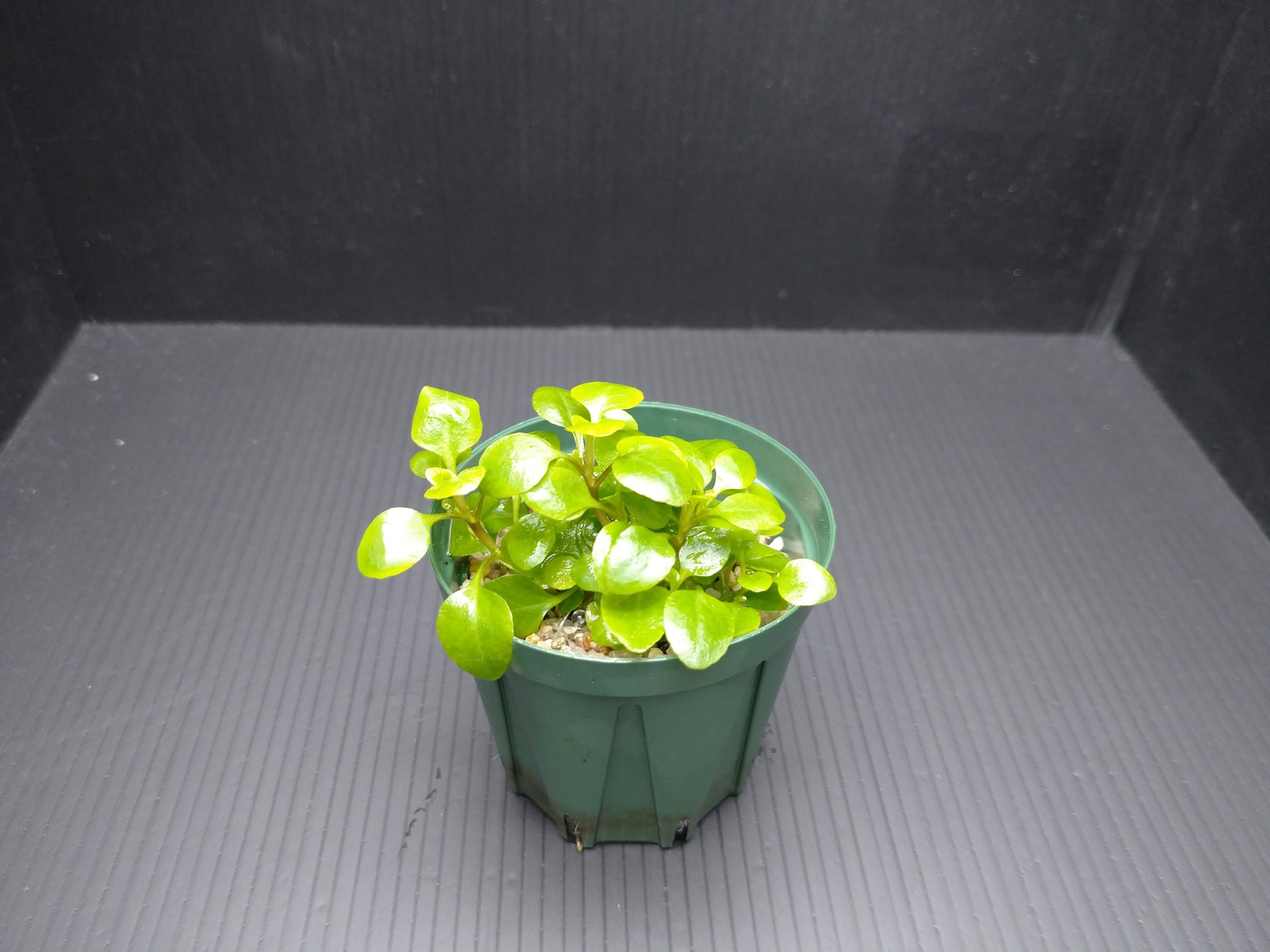 有茎草 – e-scape online