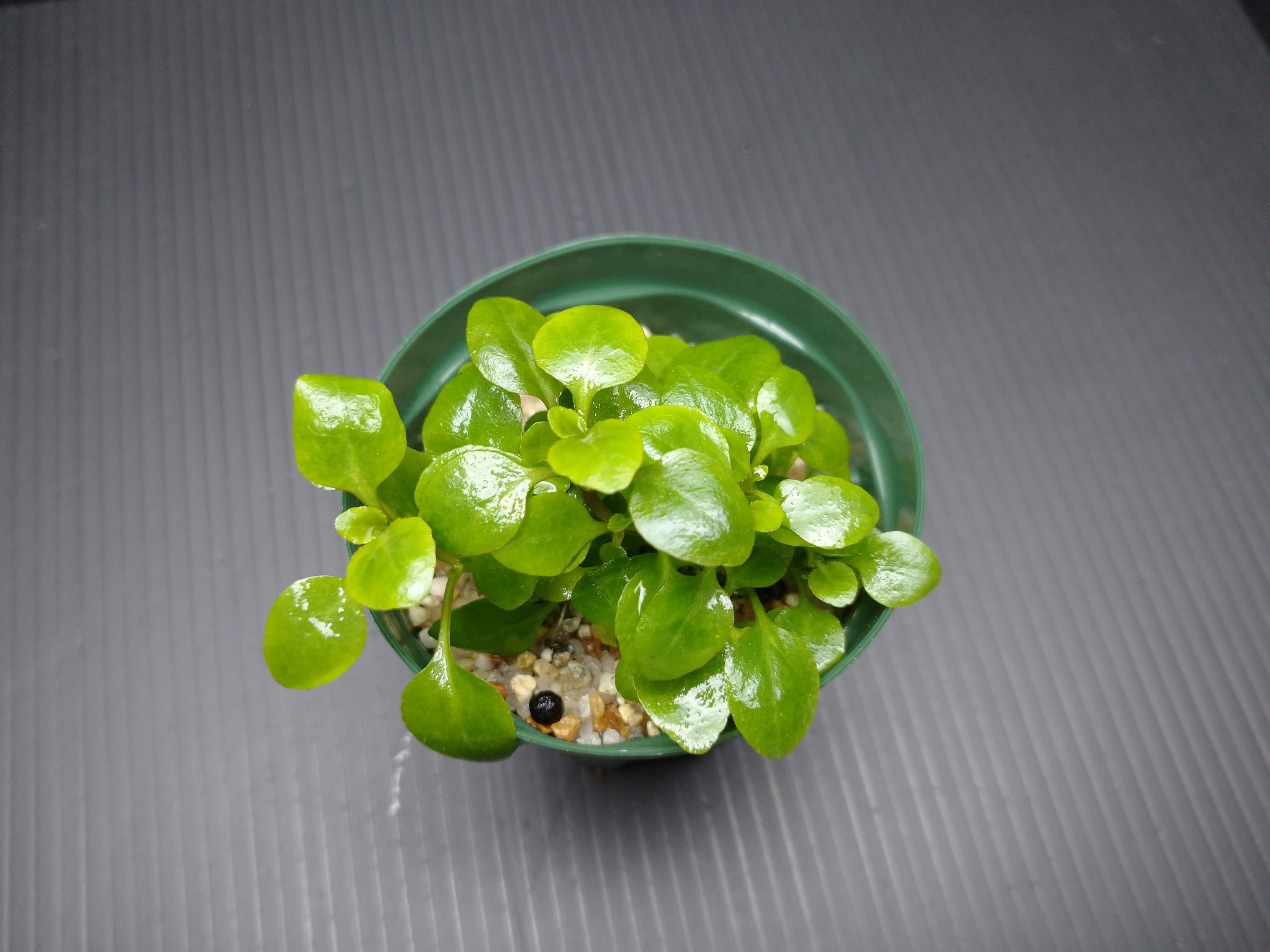 有茎草 – e-scape online