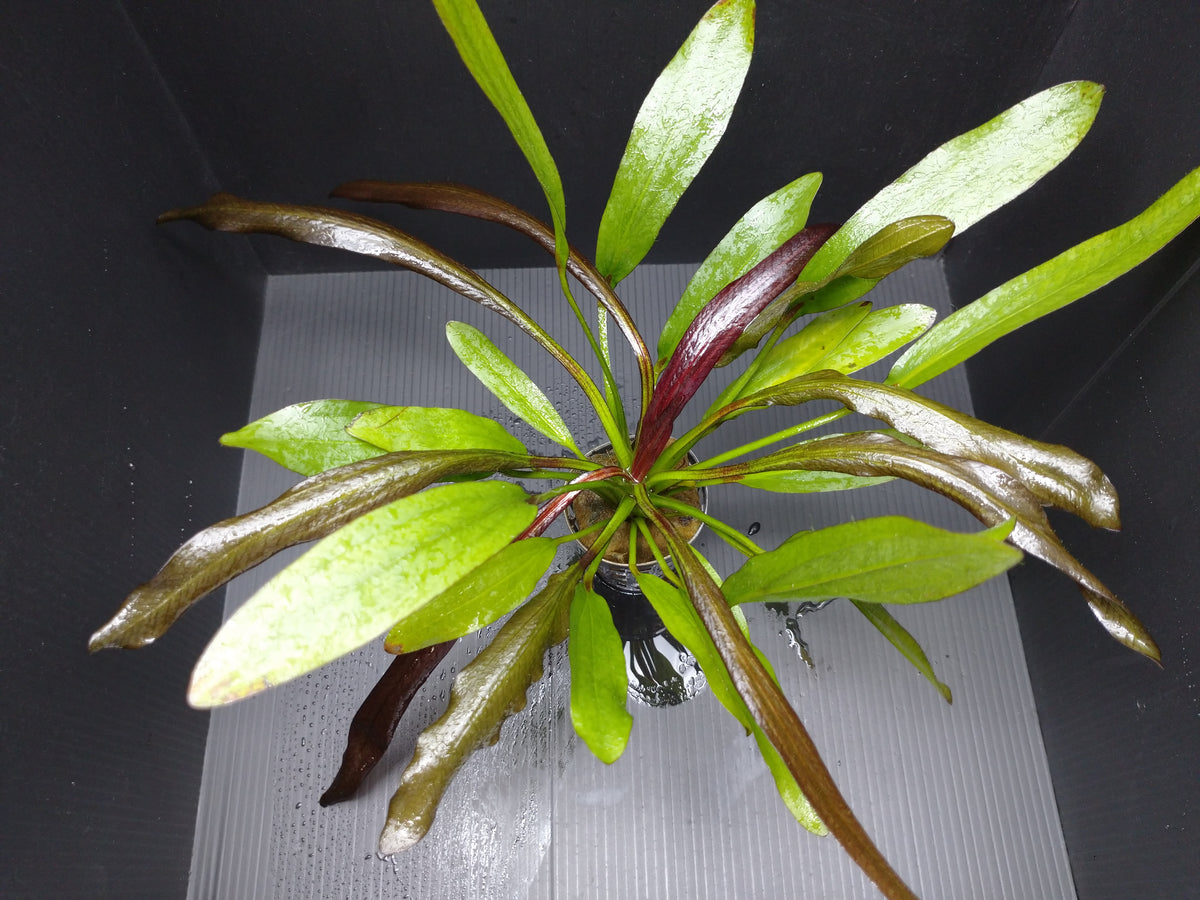 エキノドルスの仲間 – e-scape online