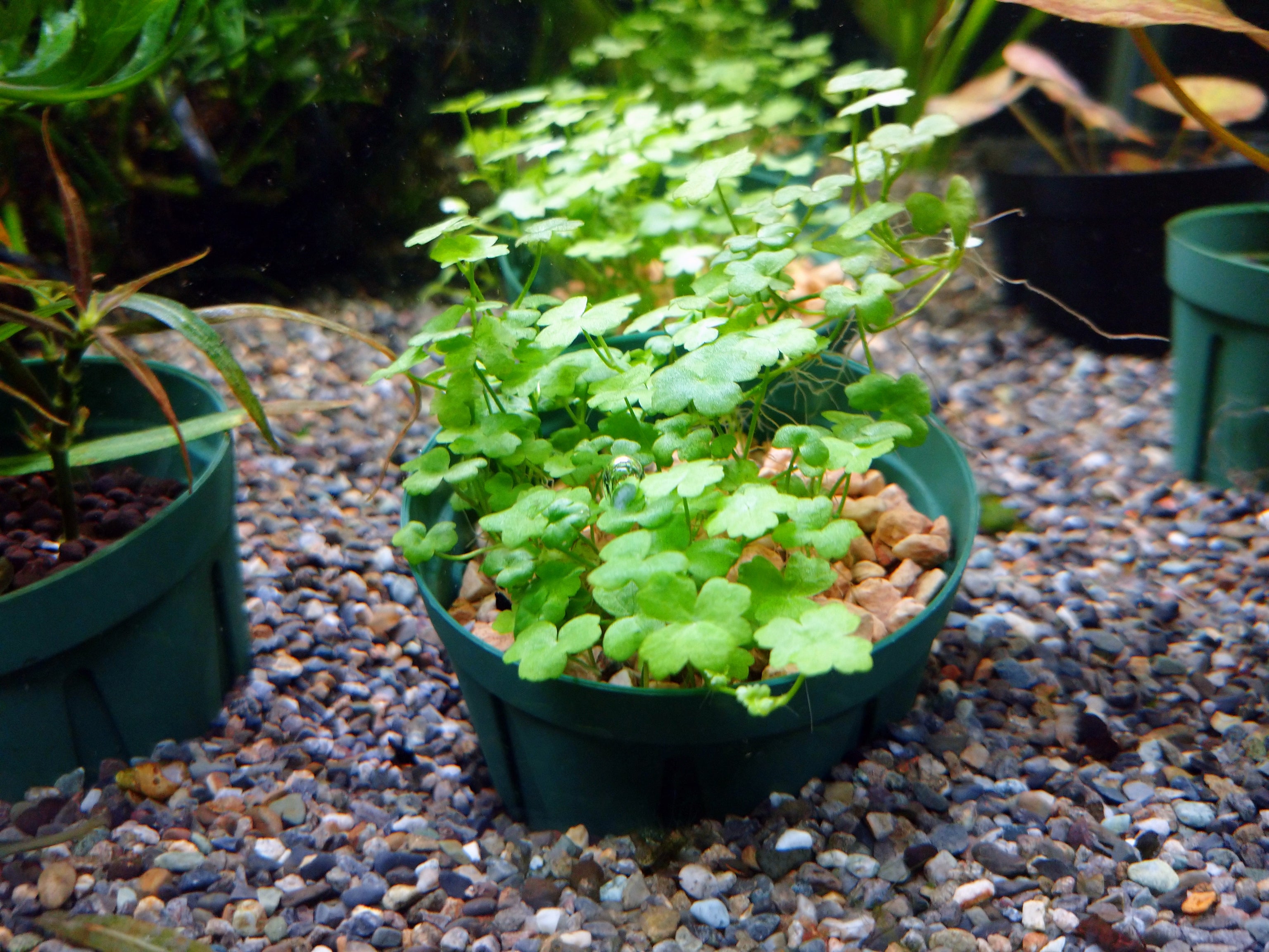 ヒドロコティレ sp. 'ミニ' 1鉢分 – e-scape online