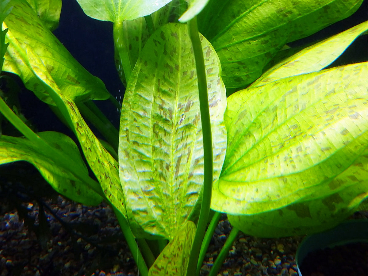 水草 – ページ 2 – e-scape online