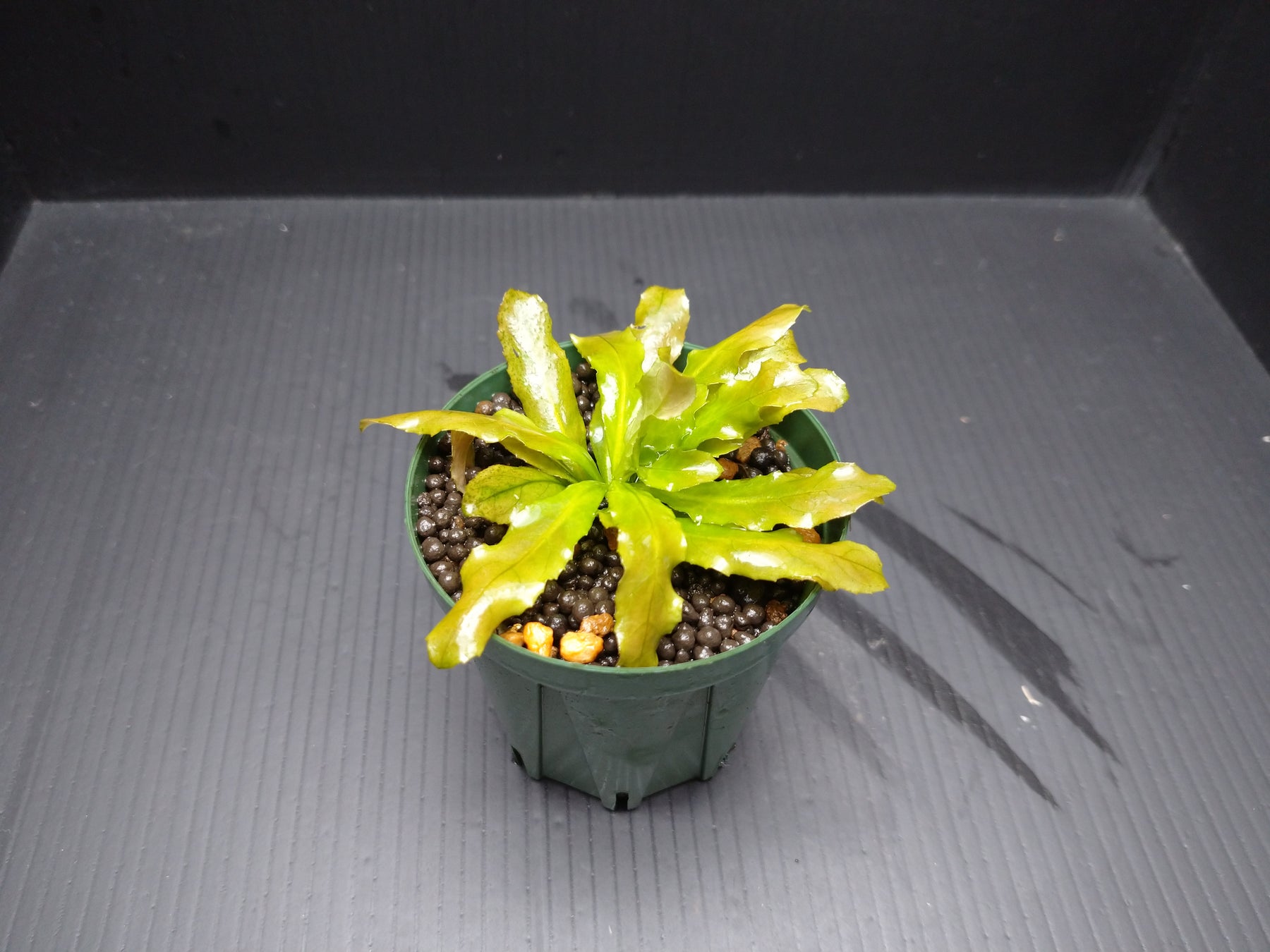 有茎草 – e-scape online