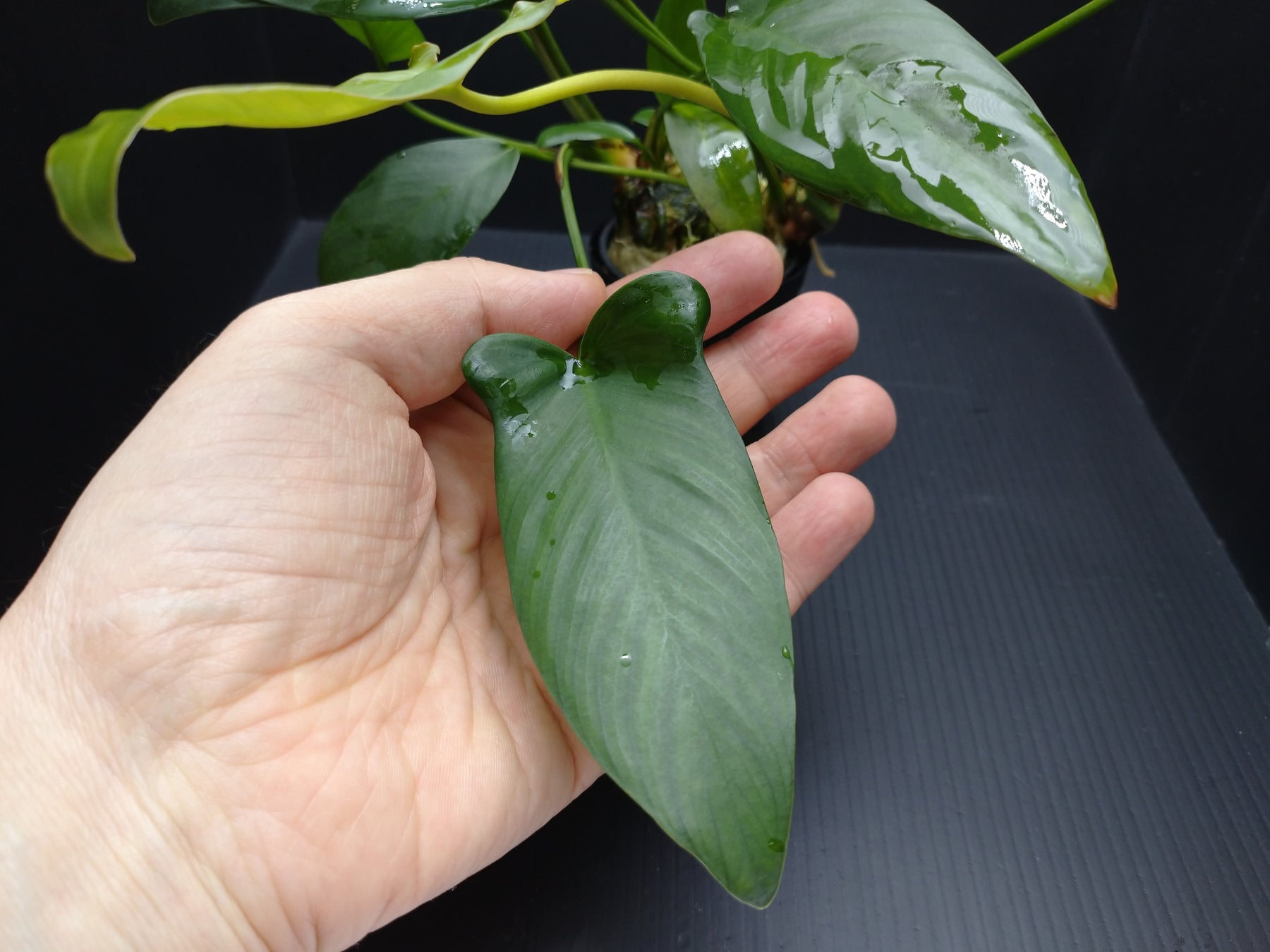 アヌビアスの仲間 – e-scape online