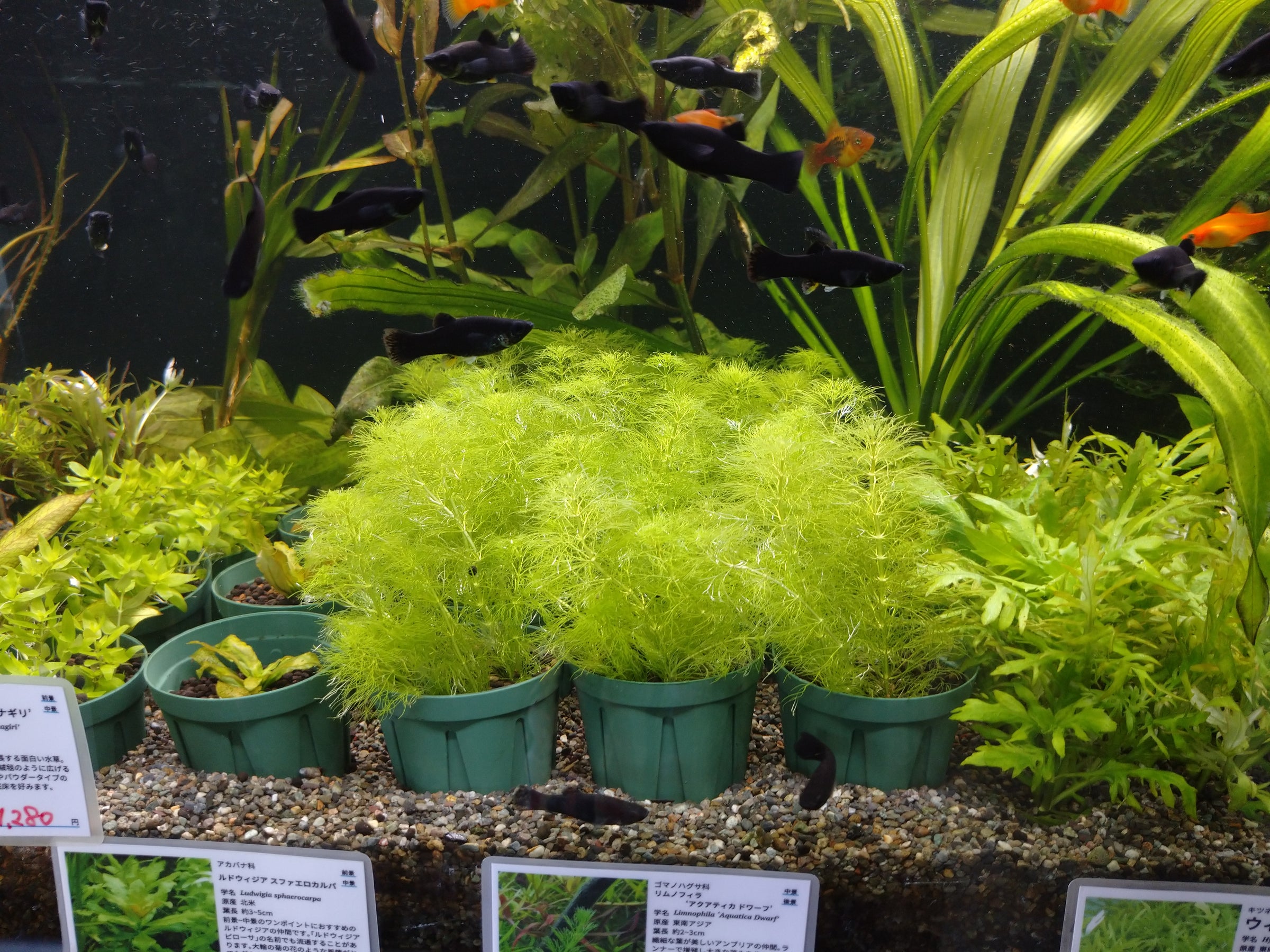 有茎草 – e-scape online