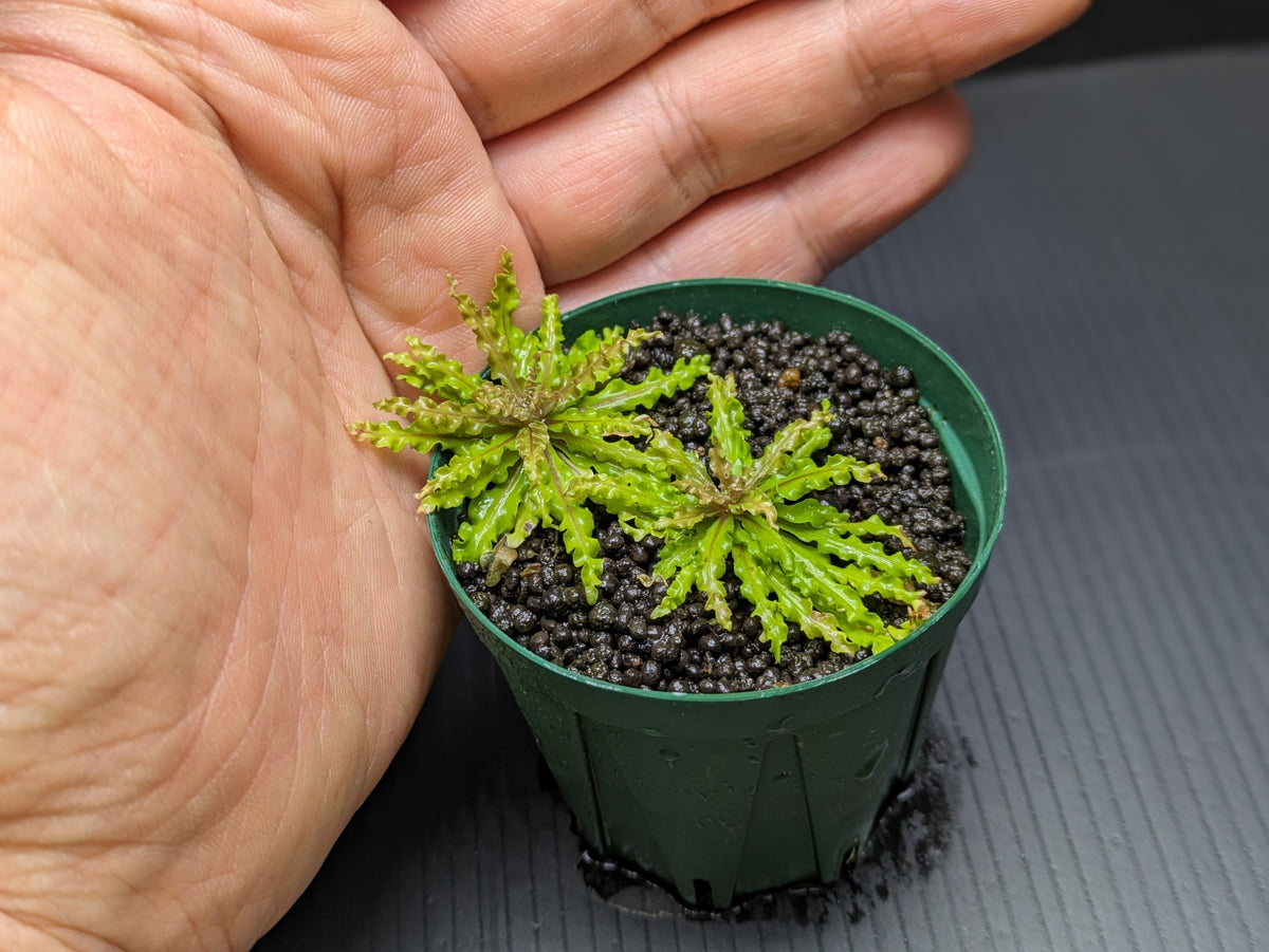 有茎草 – e-scape online