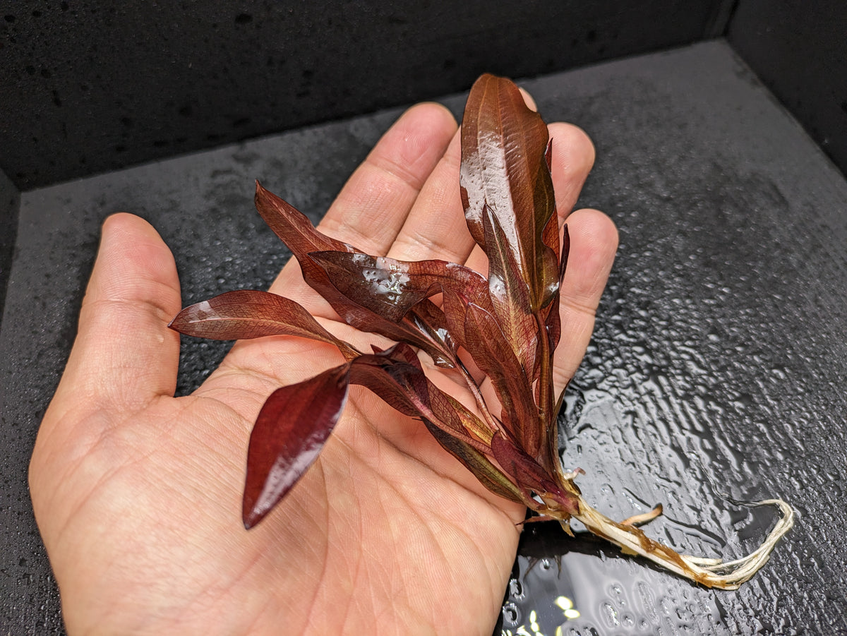 エキノドルスの仲間 – e-scape online