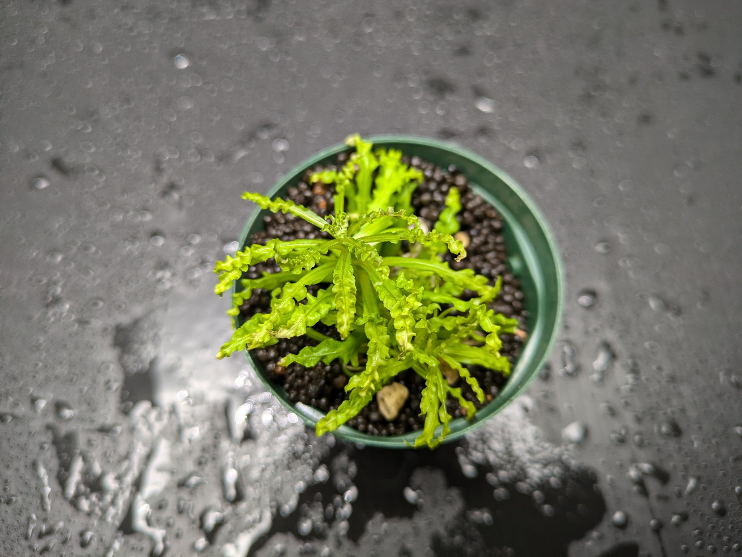 前景草 – e-scape online