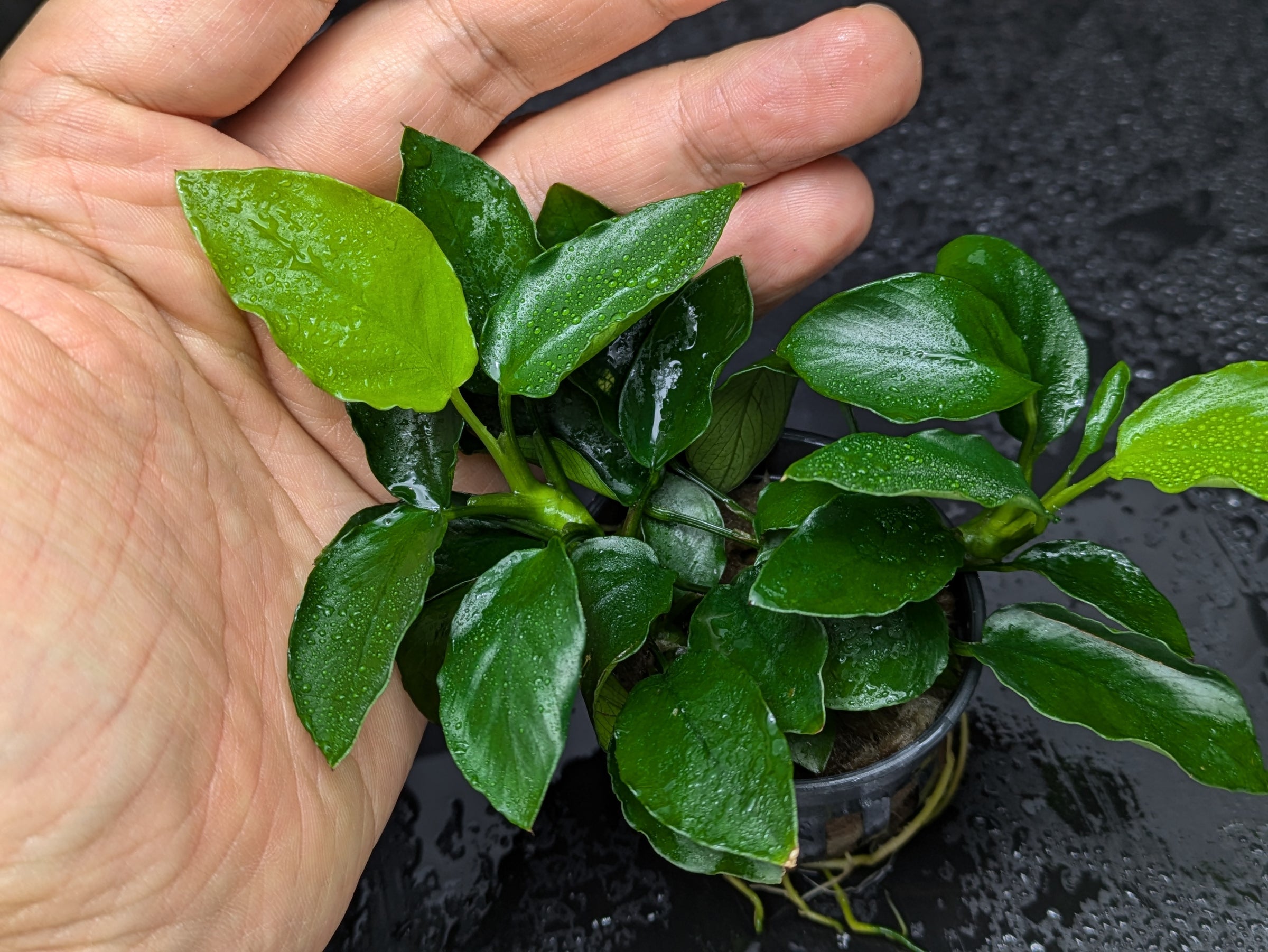 アヌビアスの仲間 – e-scape online