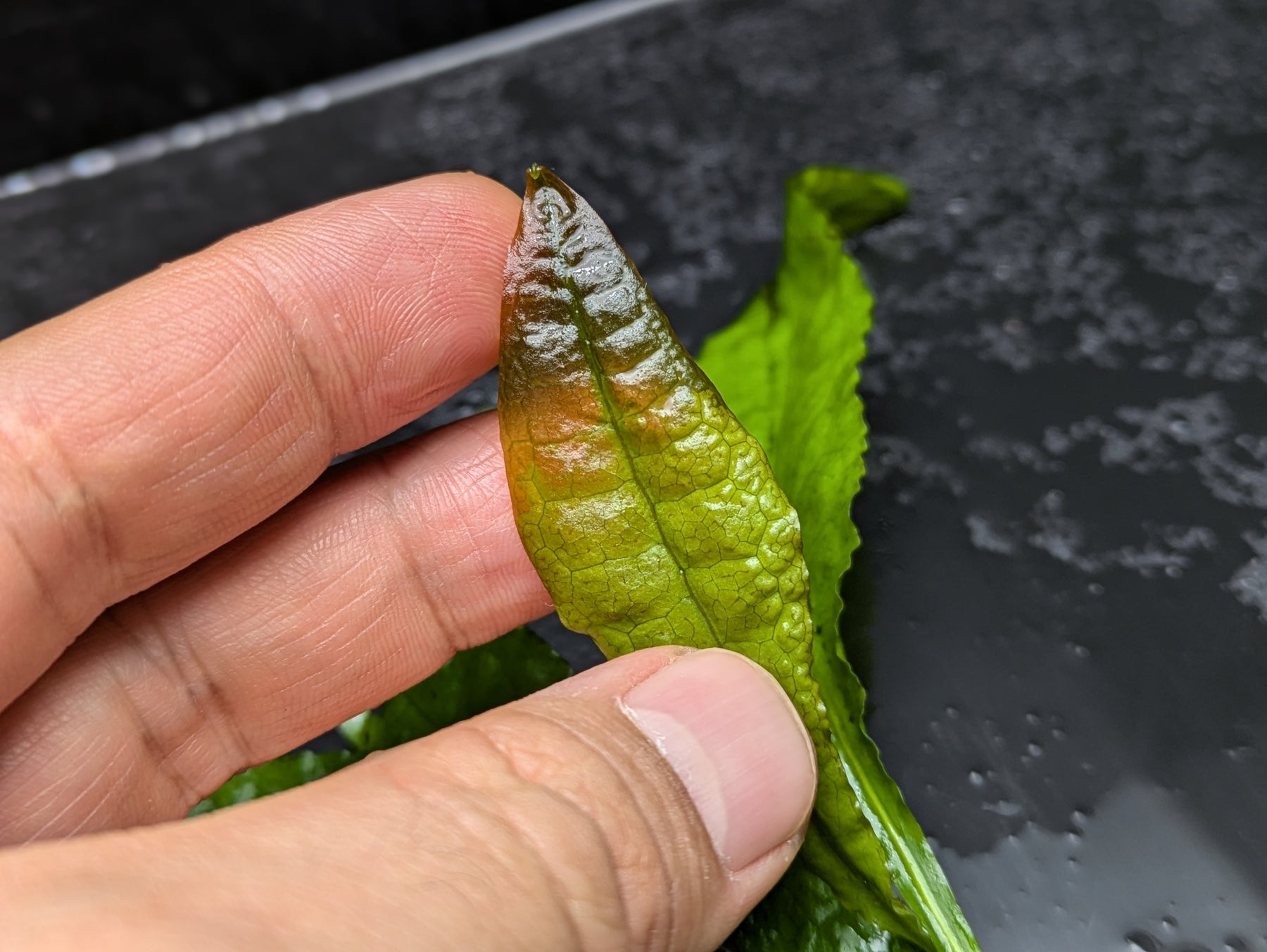 シダの仲間 – e-scape online