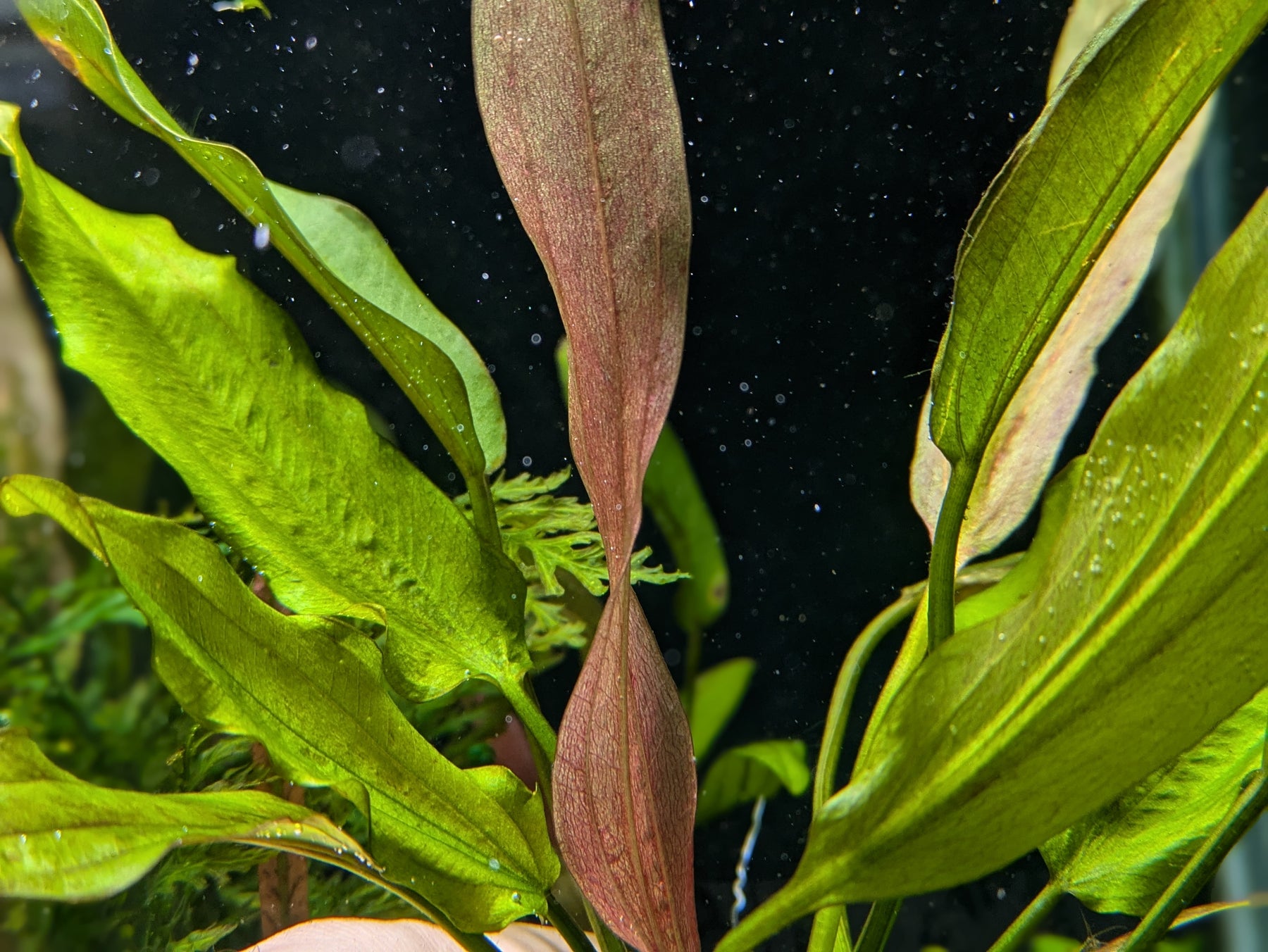 エキノドルスの仲間 – e-scape online