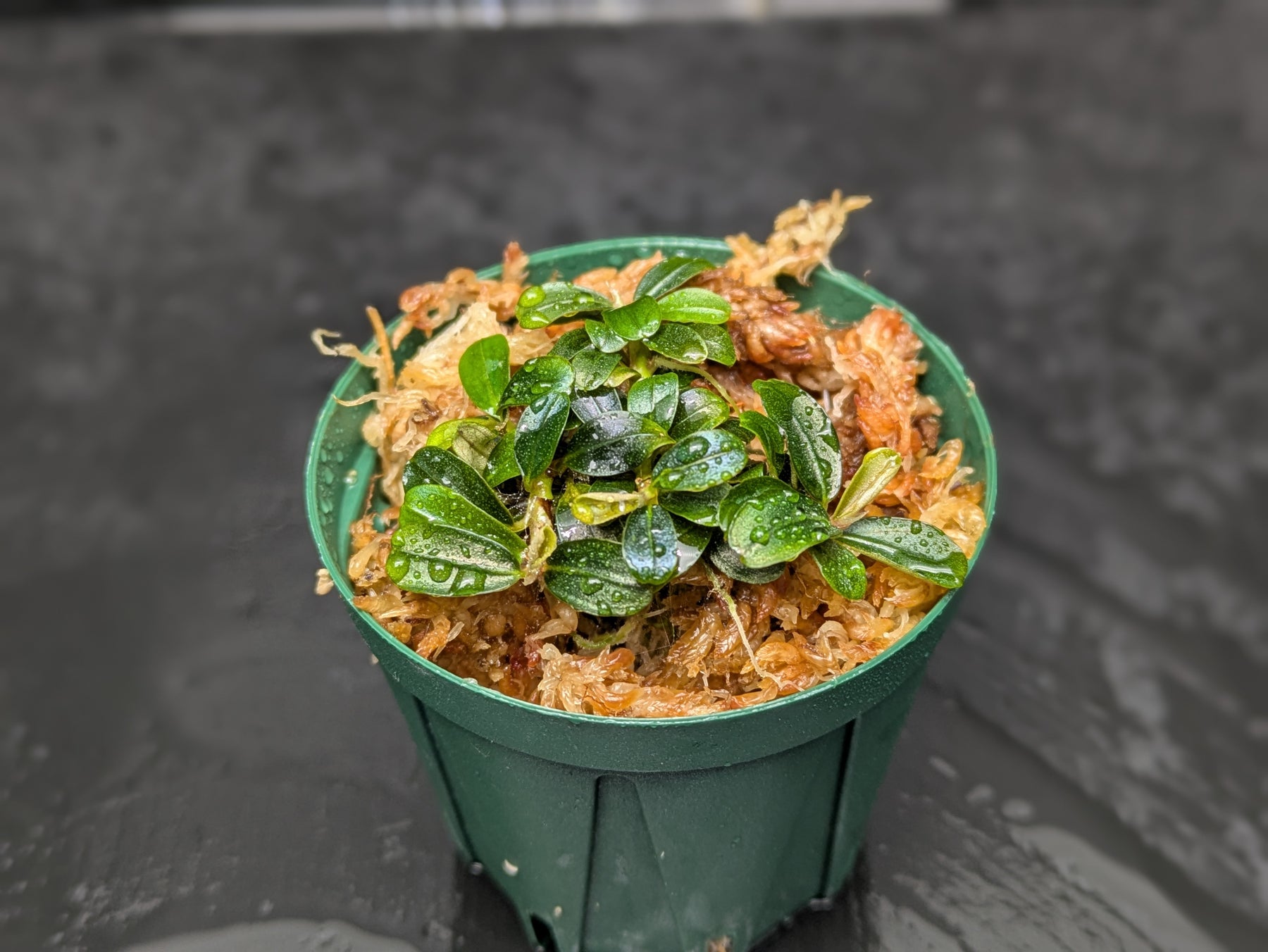 ブセファランドラの仲間 – e-scape online