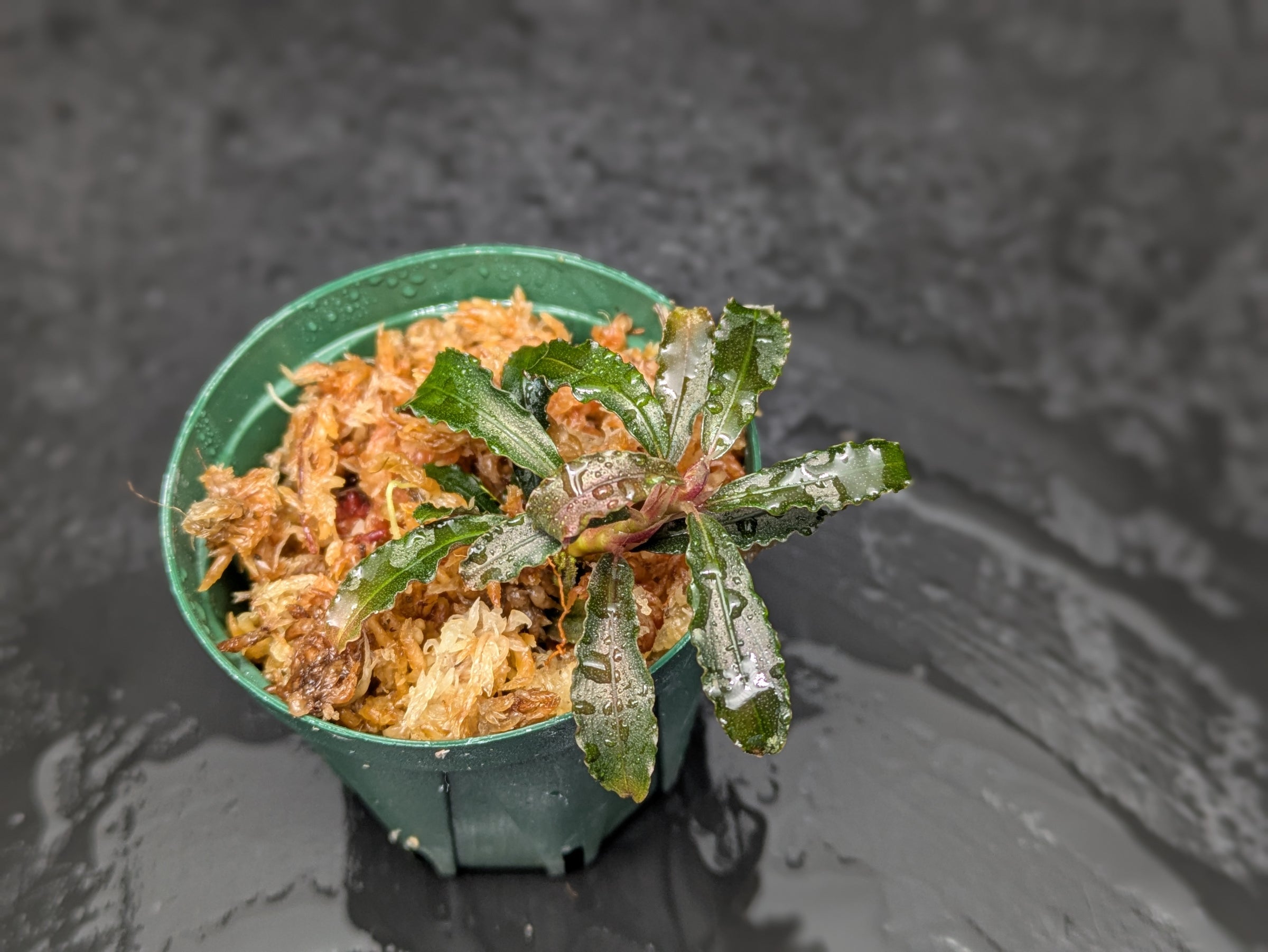 ブセファランドラの仲間 – e-scape online