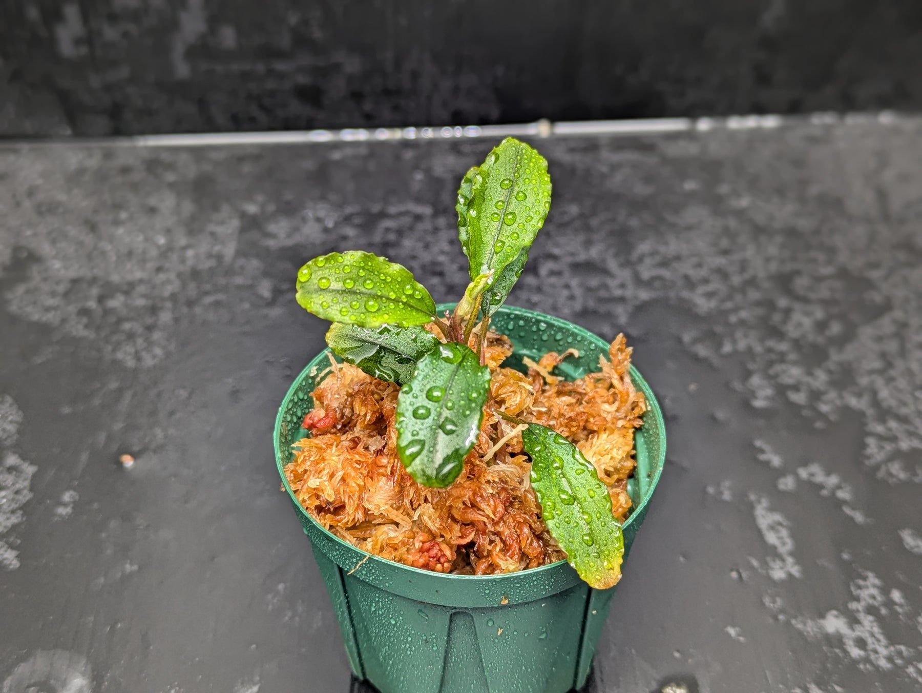 ブセファランドラの仲間 – e-scape online