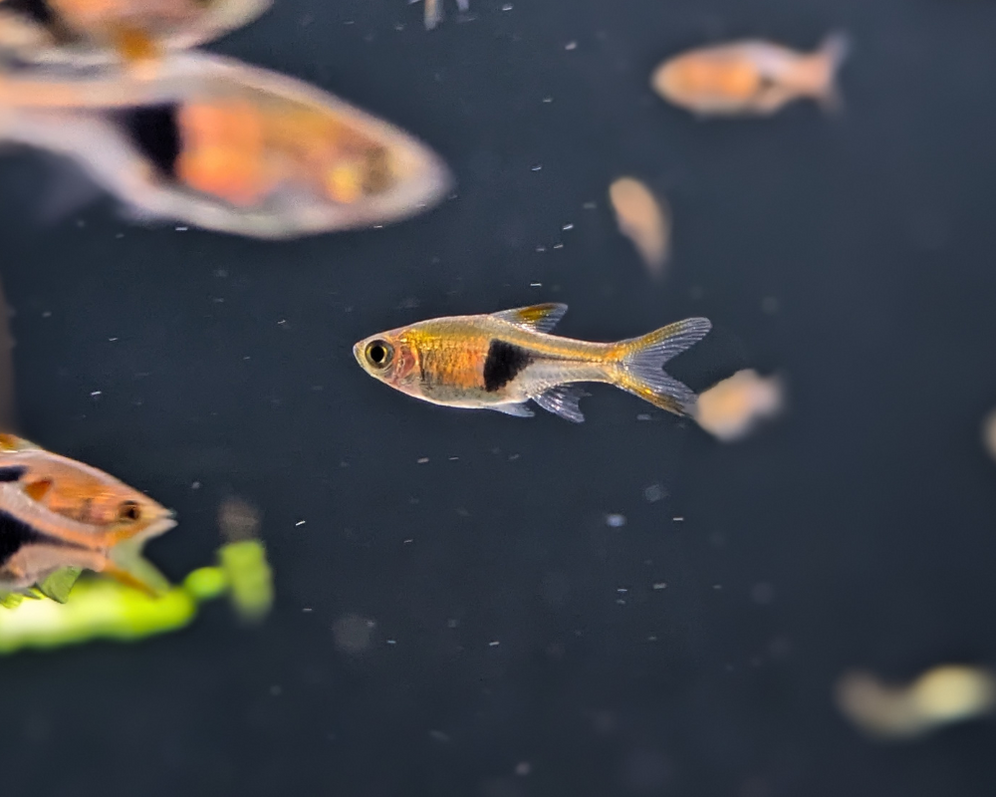 生体 – e-scape online