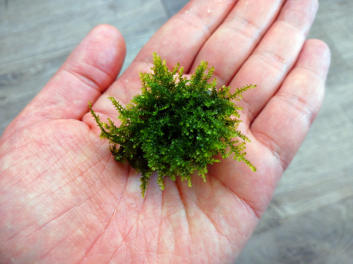 コケの仲間 – e-scape online