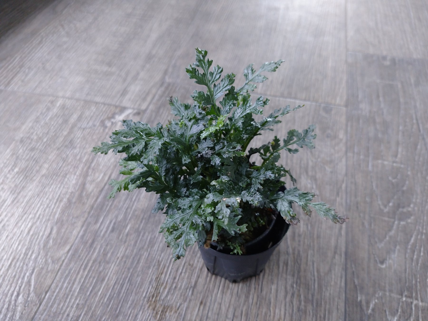 シダの仲間 – e-scape online