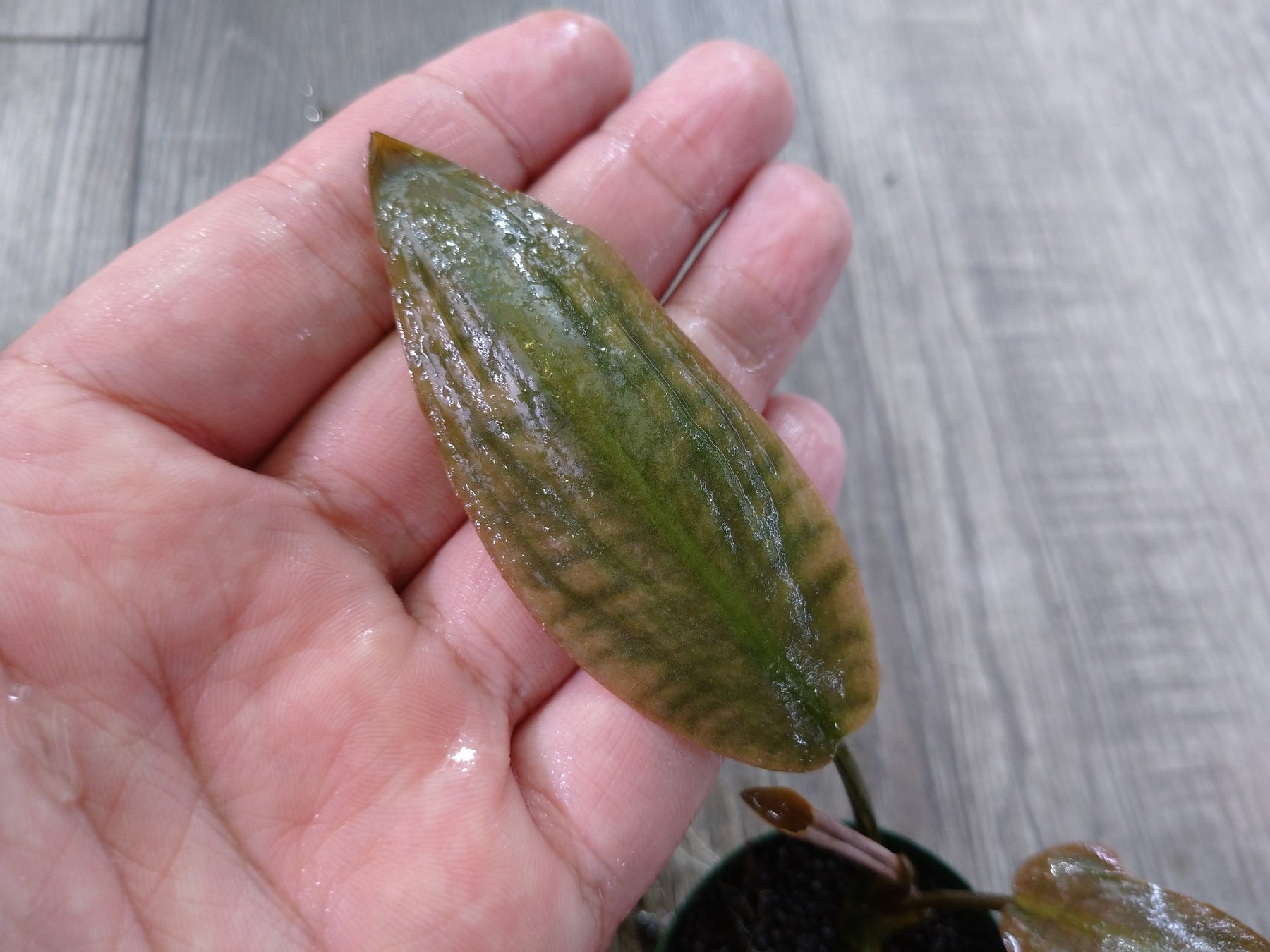 センタープラント – e-scape online