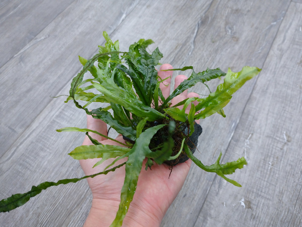 ミクロソルムの仲間 – e-scape online