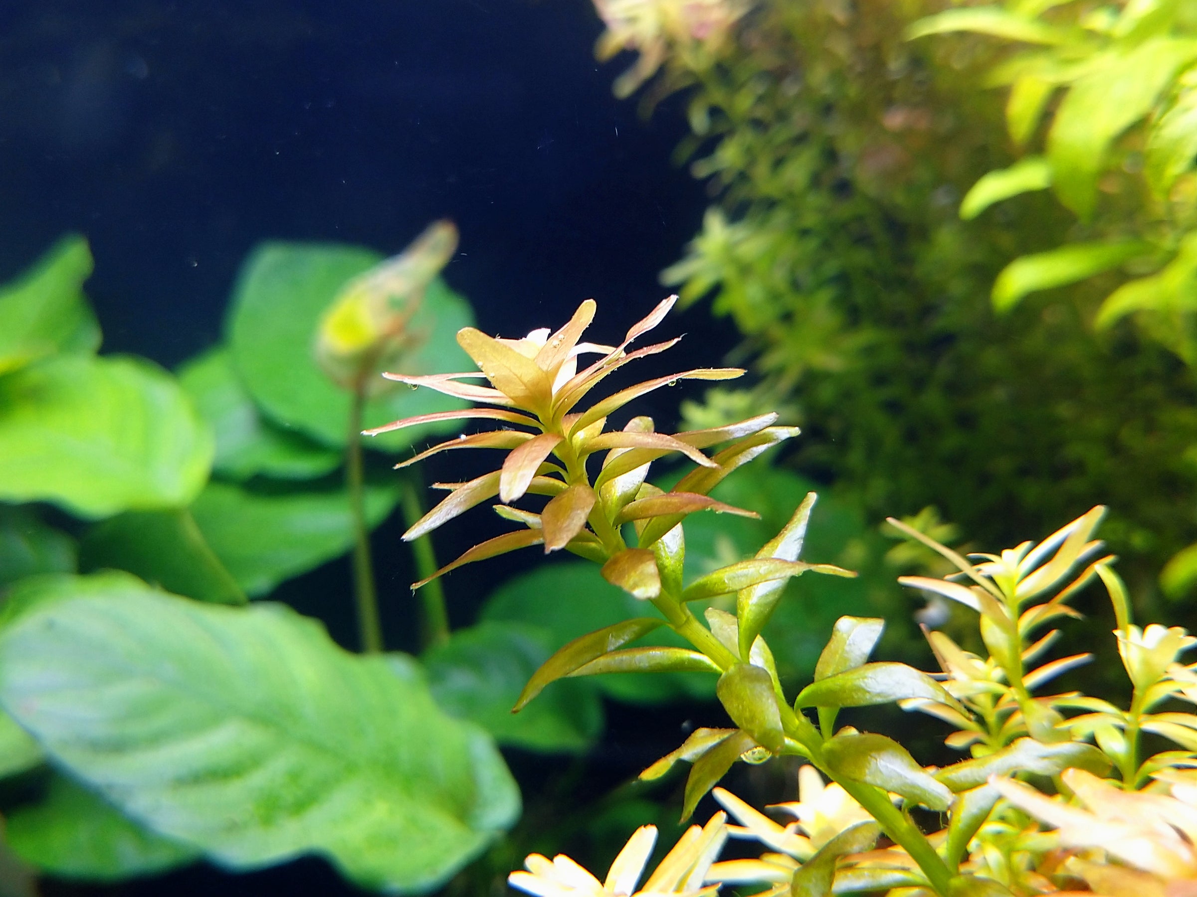 ロタラの仲間 – e-scape online