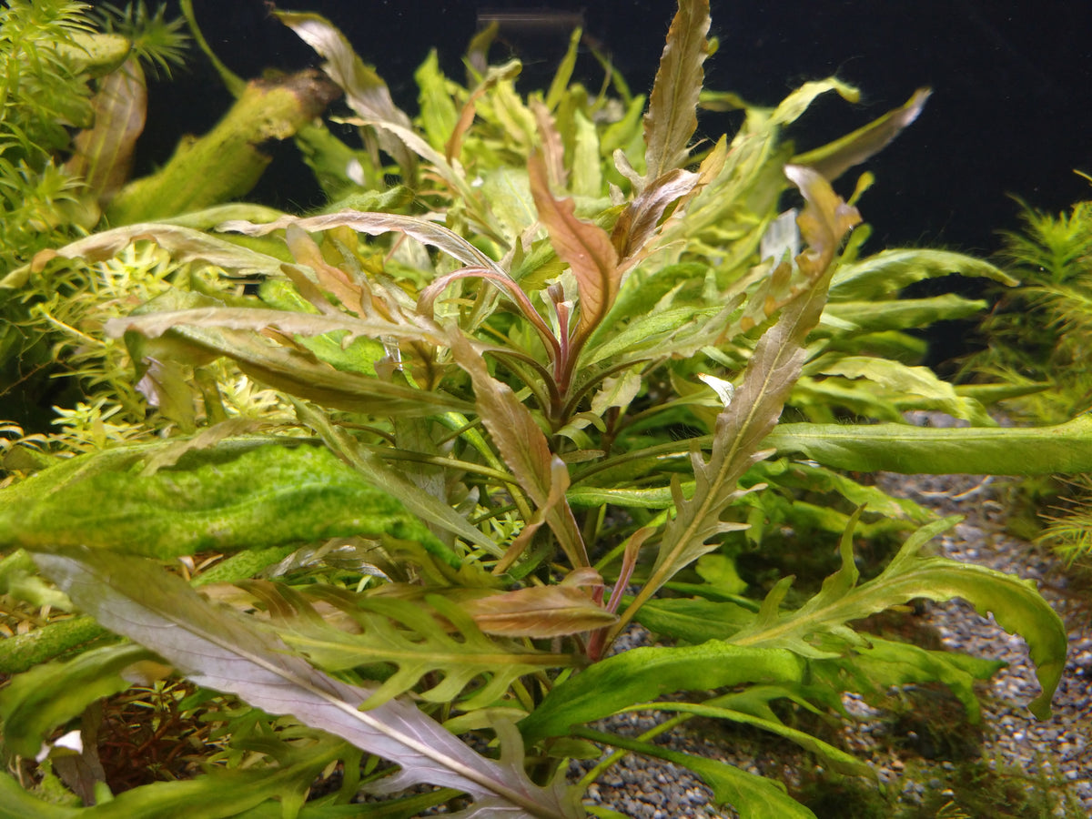 有茎草 – ページ 2 – e-scape online