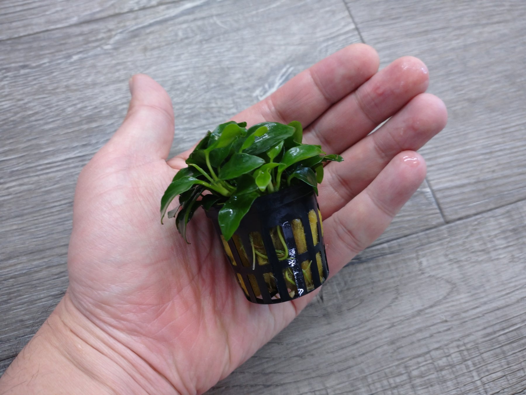 アヌビアスの仲間 – e-scape online