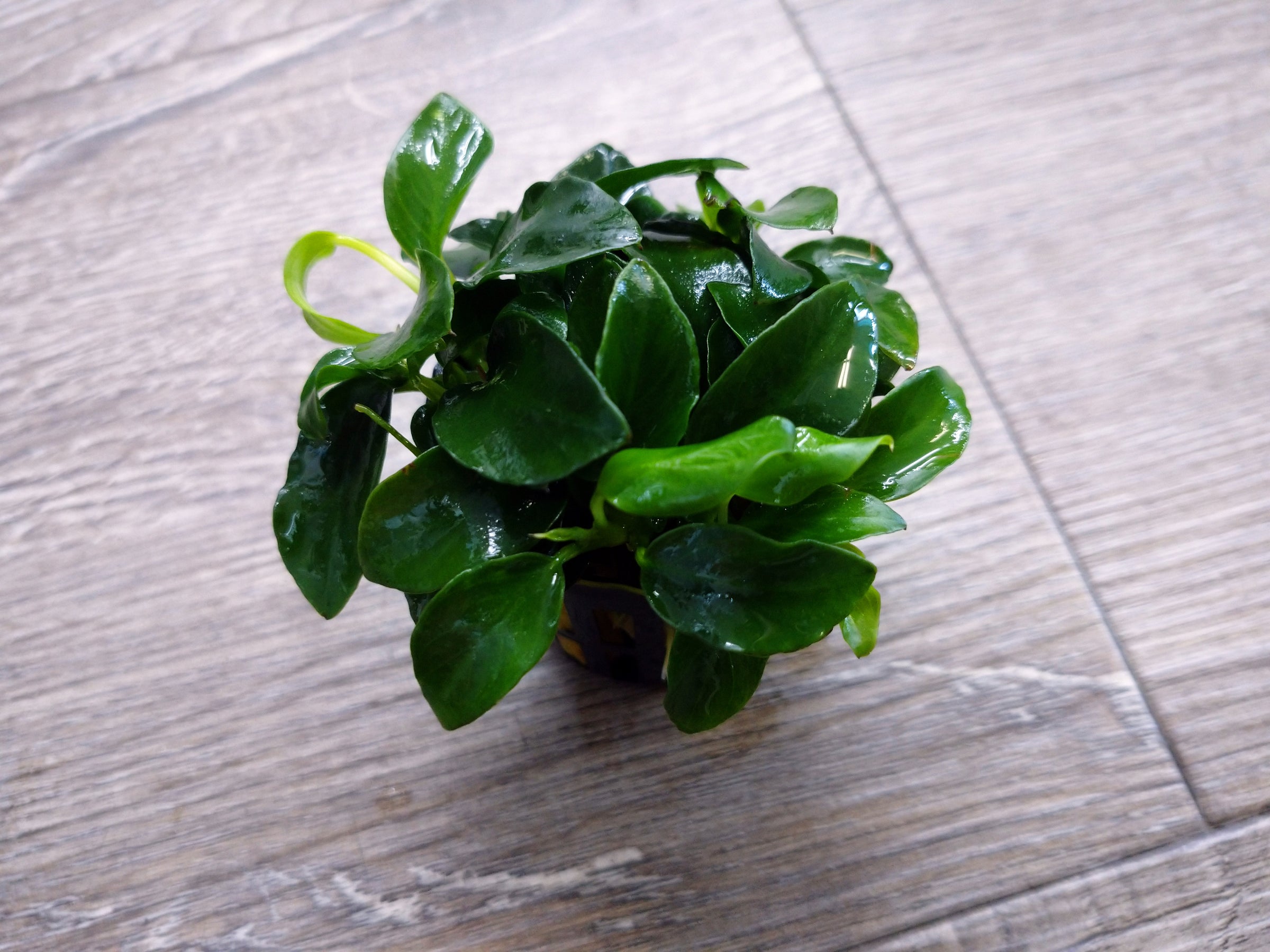 アヌビアスの仲間 – e-scape online